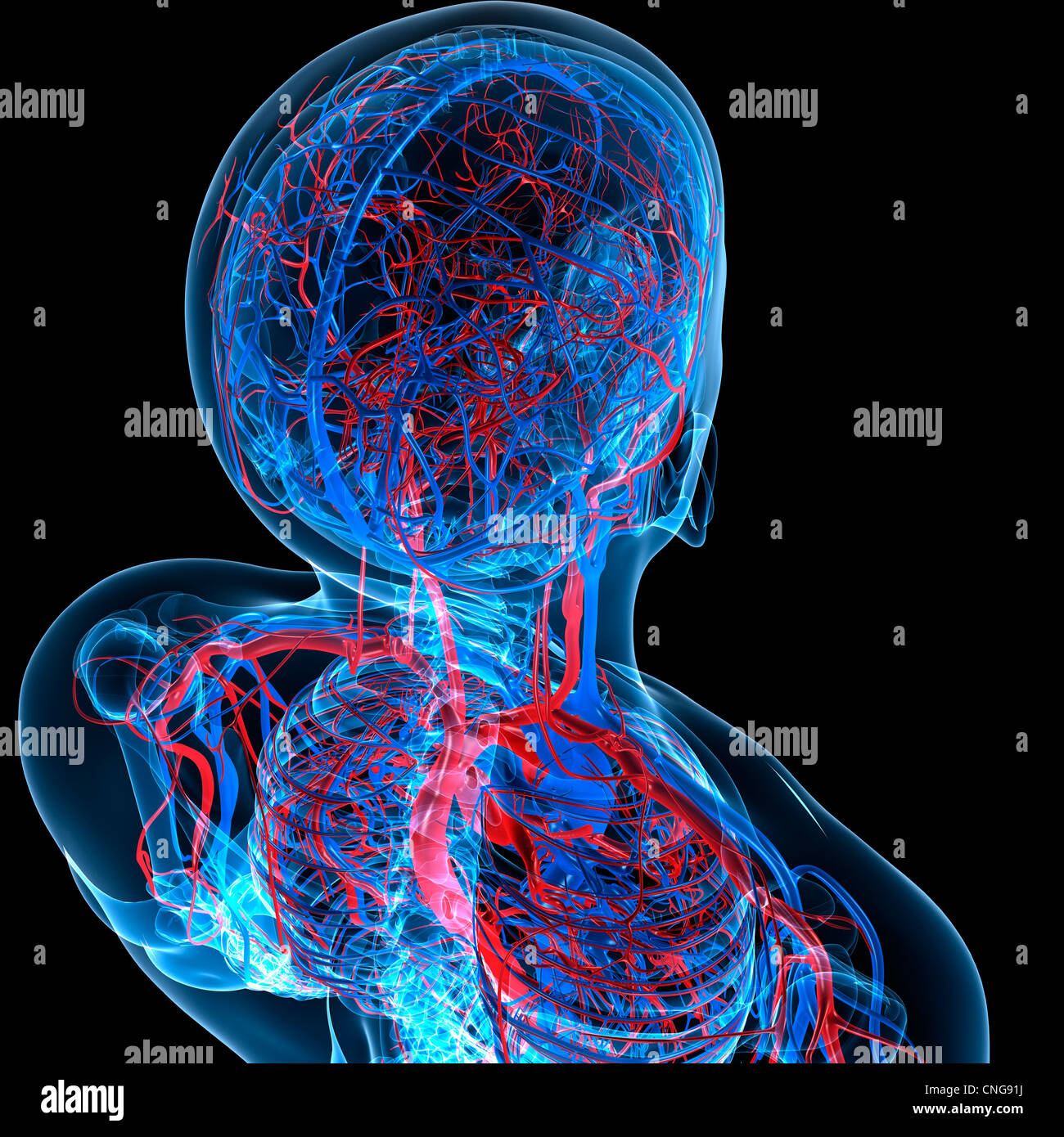 Vascular system artwork Stock Photo - Alamy