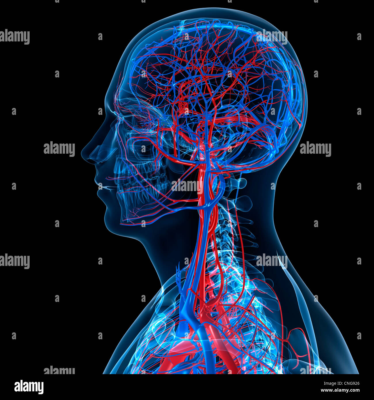 Vascular system drawing hi-res stock photography and images - Alamy