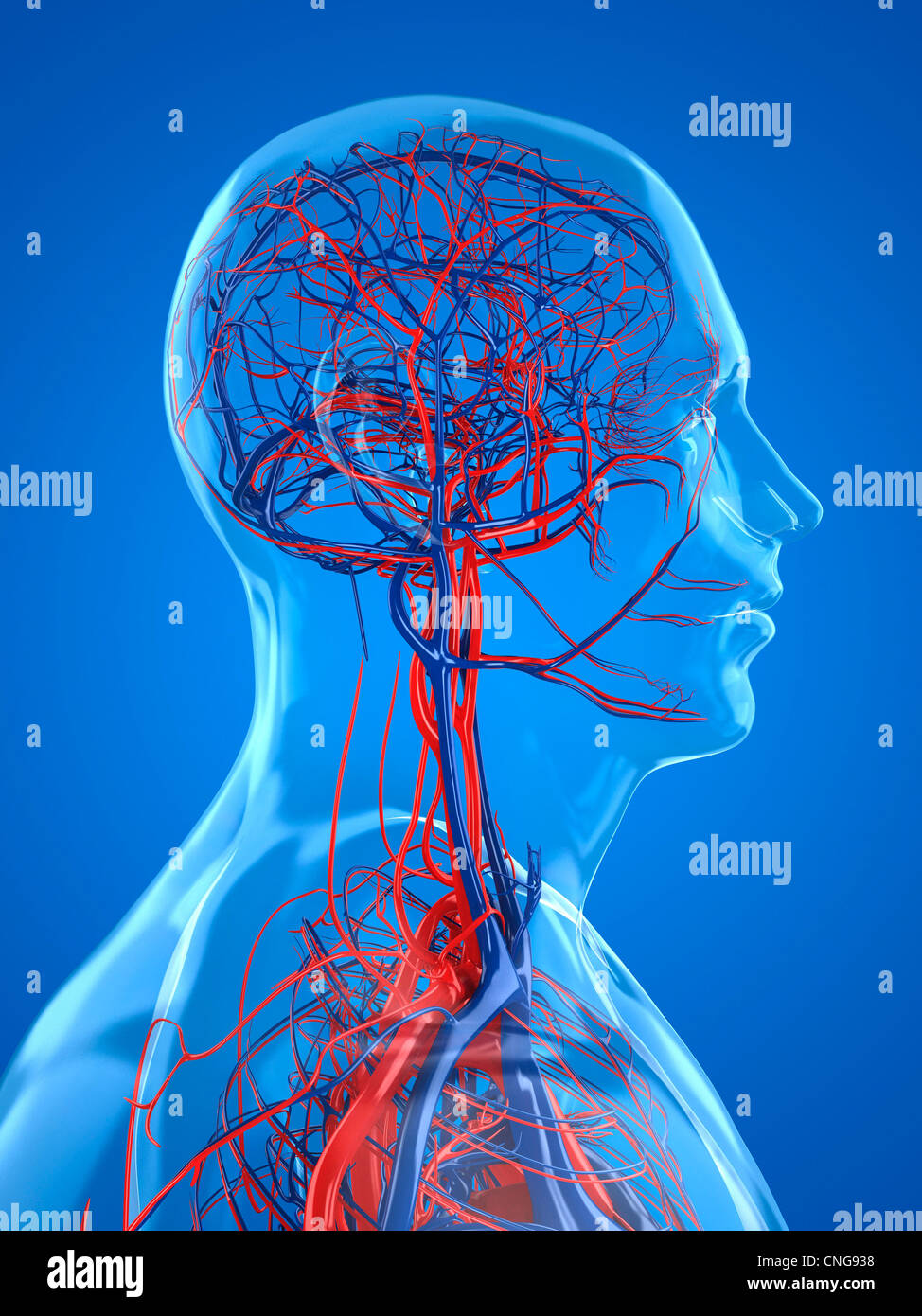 Cardio vascular systems hi-res stock photography and images - Alamy
