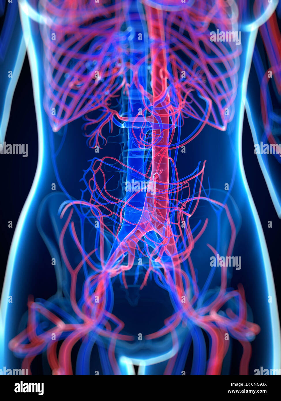 Vascular system artwork Stock Photo - Alamy