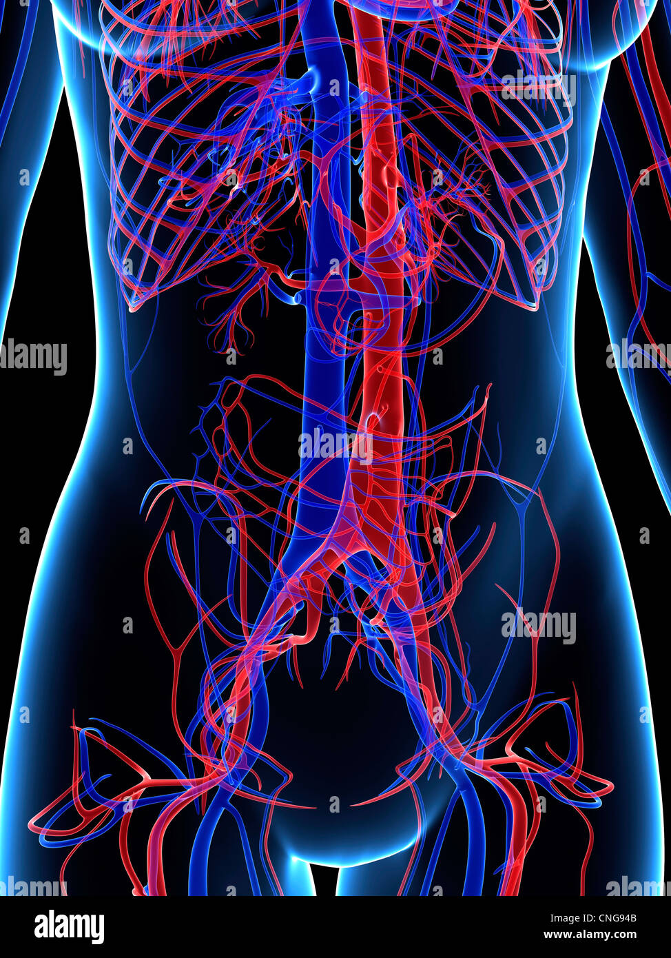 Vascular system artwork Stock Photo - Alamy