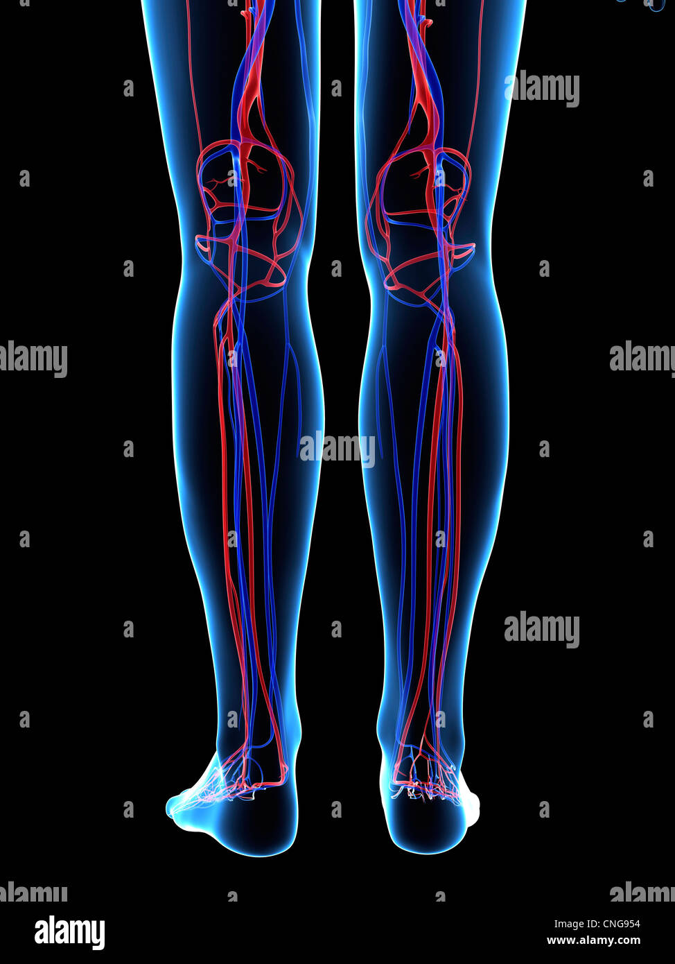 Vascular system artwork Stock Photo - Alamy