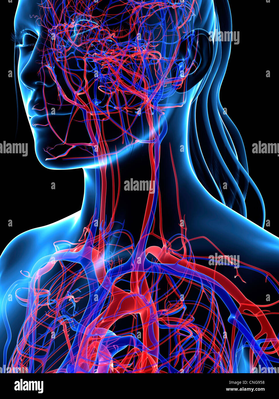 Vascular system artwork Stock Photo - Alamy