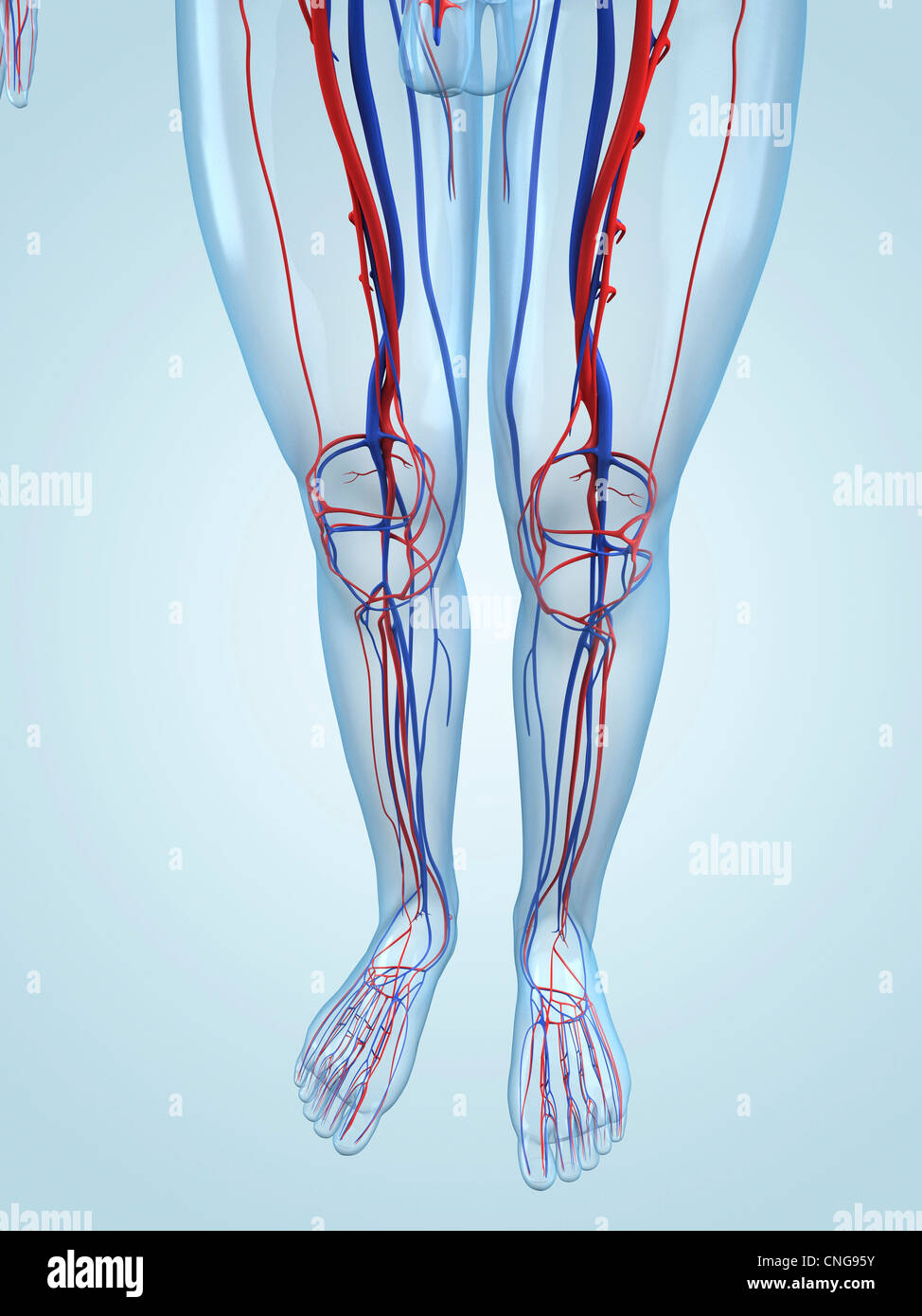 Vascular system artwork Stock Photo - Alamy