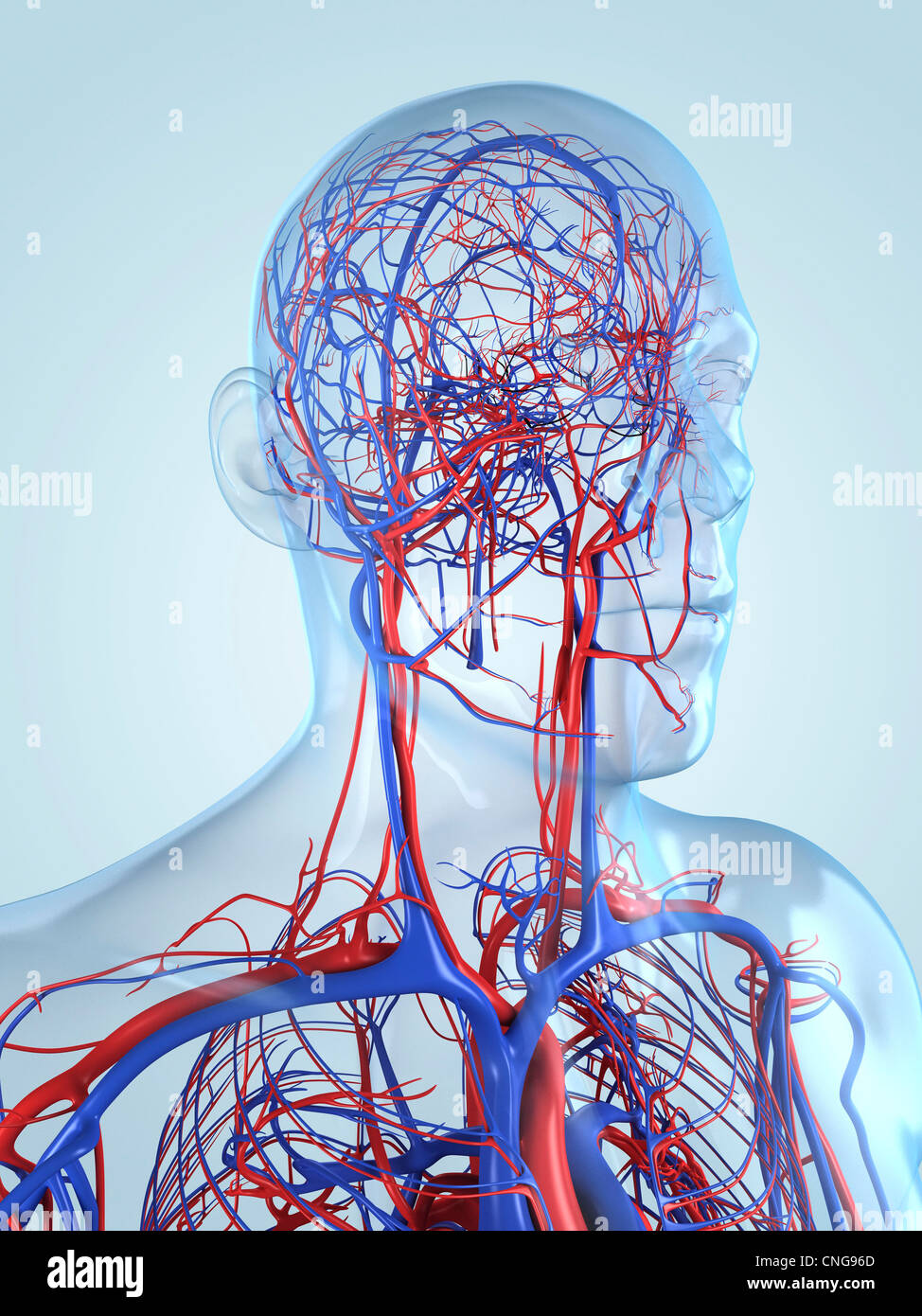 Vascular system artwork Stock Photo - Alamy