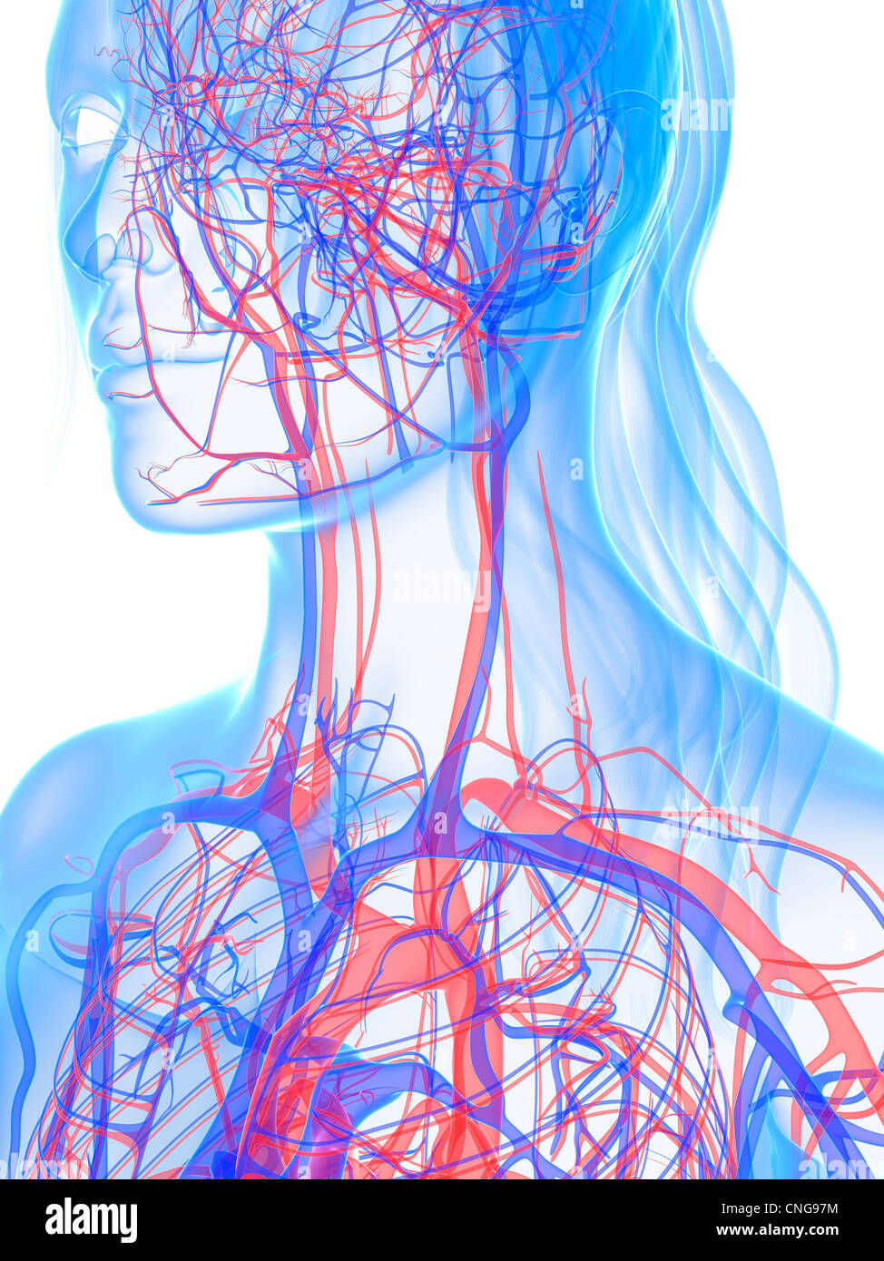 Vascular system artwork Stock Photo - Alamy