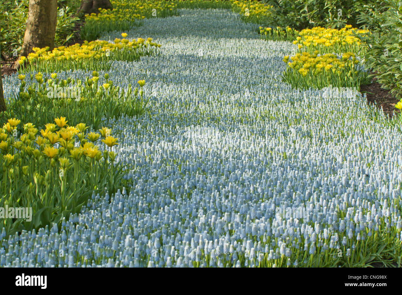 Grape hyacinth peppermint hi-res stock photography and images - Alamy
