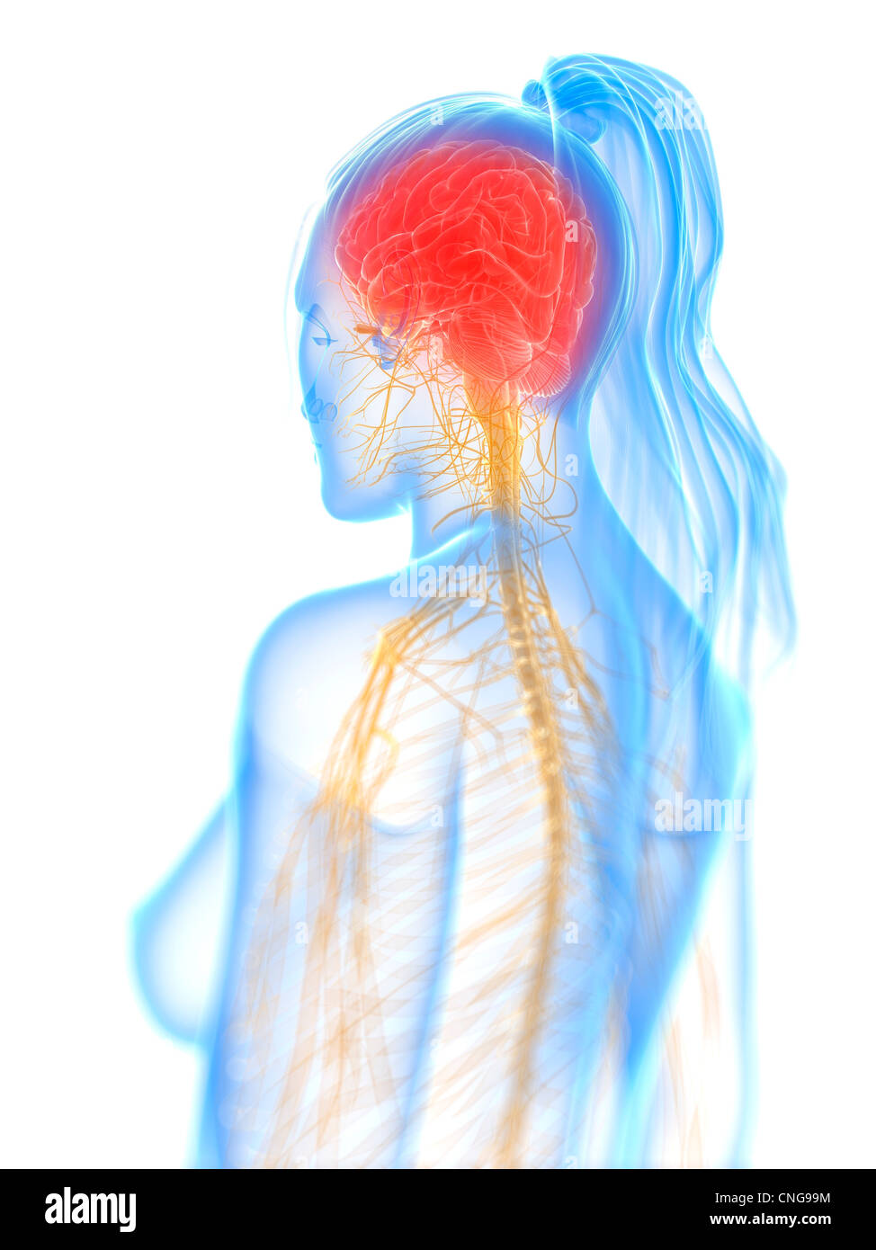 Nervous system artwork Stock Photo - Alamy