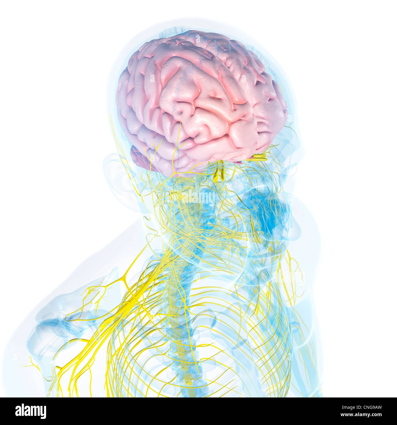Nervous system artwork Stock Photo - Alamy