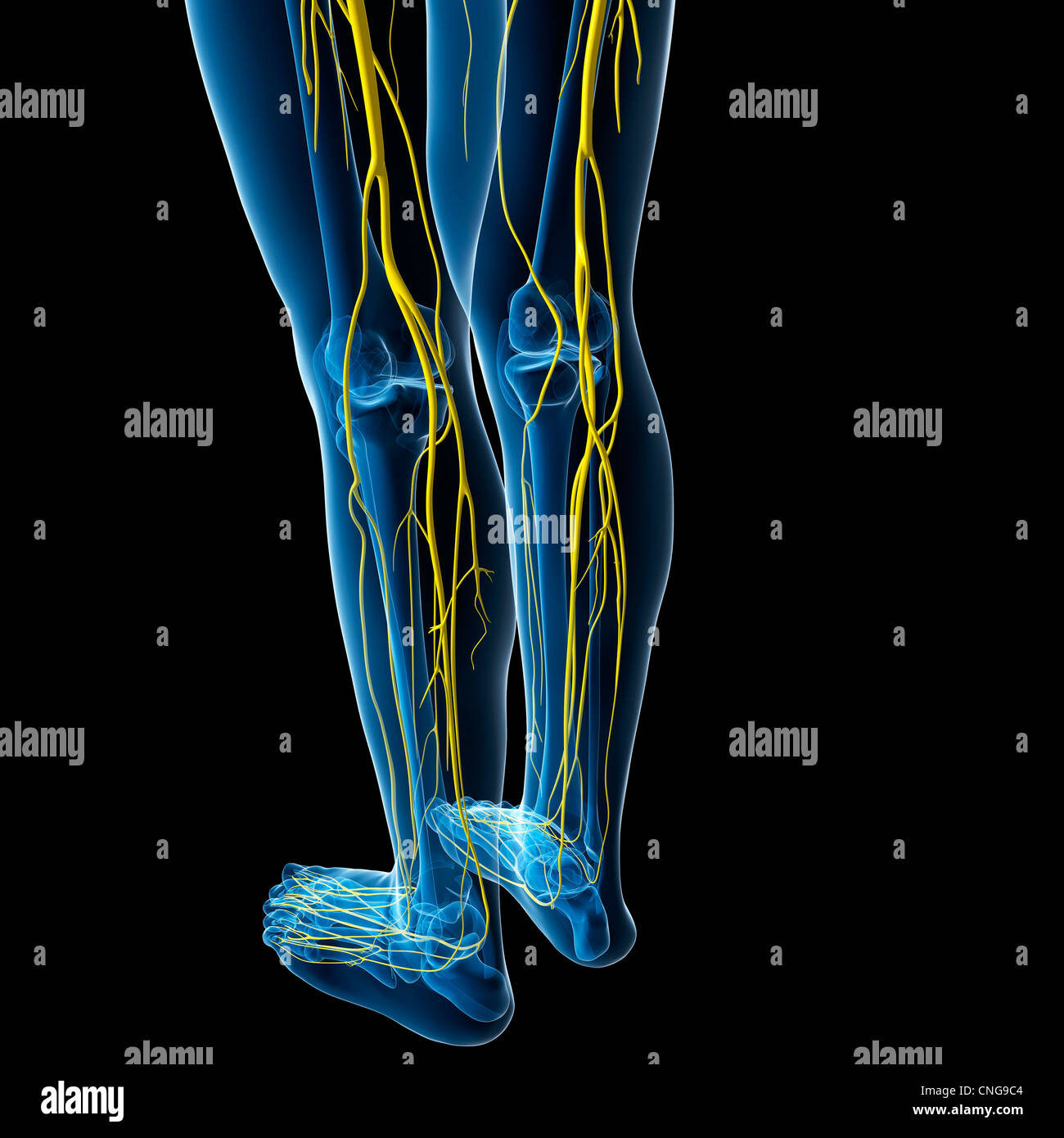 Calf calves human body part hi-res stock photography and images - Alamy