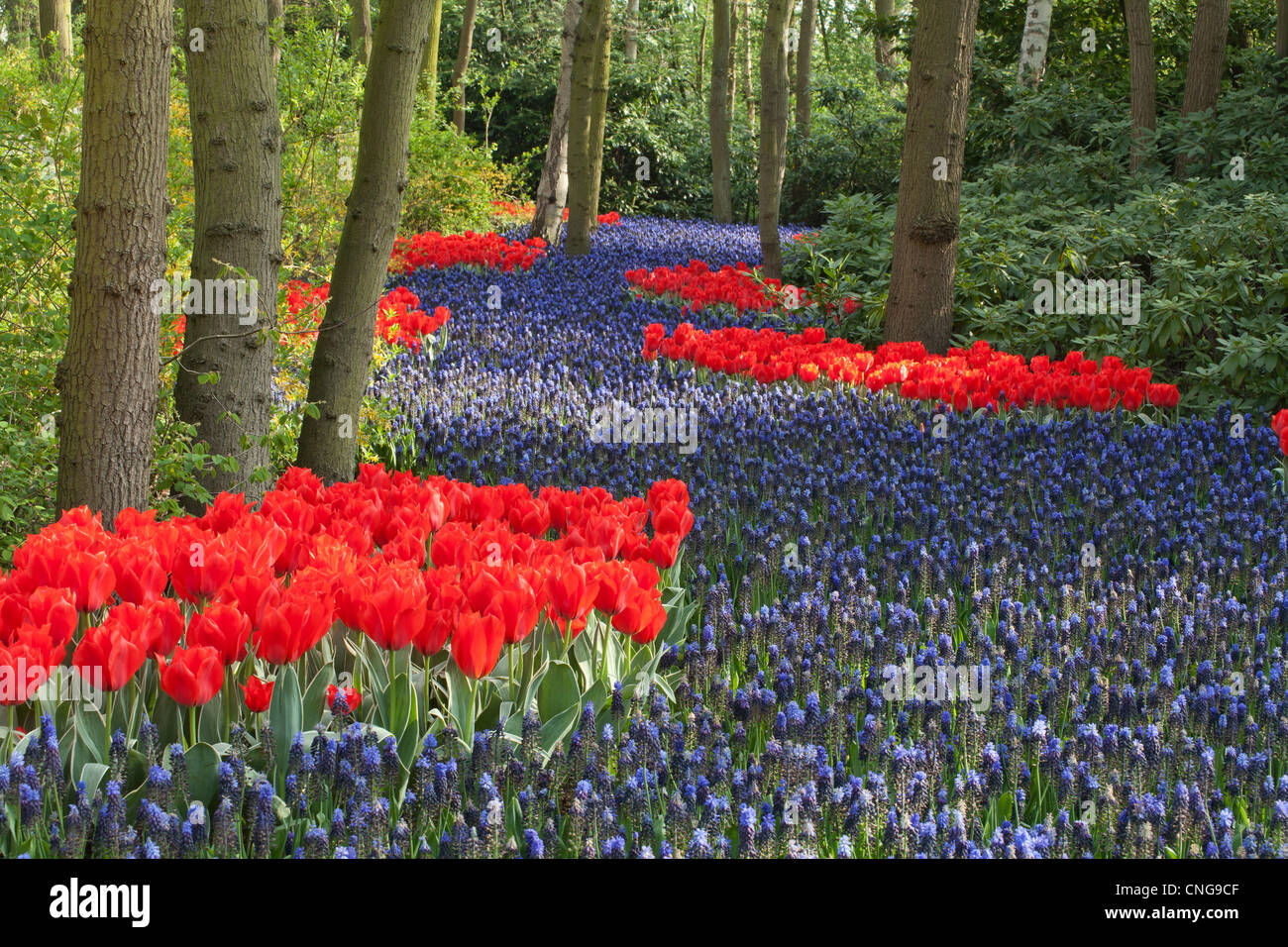 Netherlands, Lisse, Keukenhof, river of Muscari latifolia or Grape ...