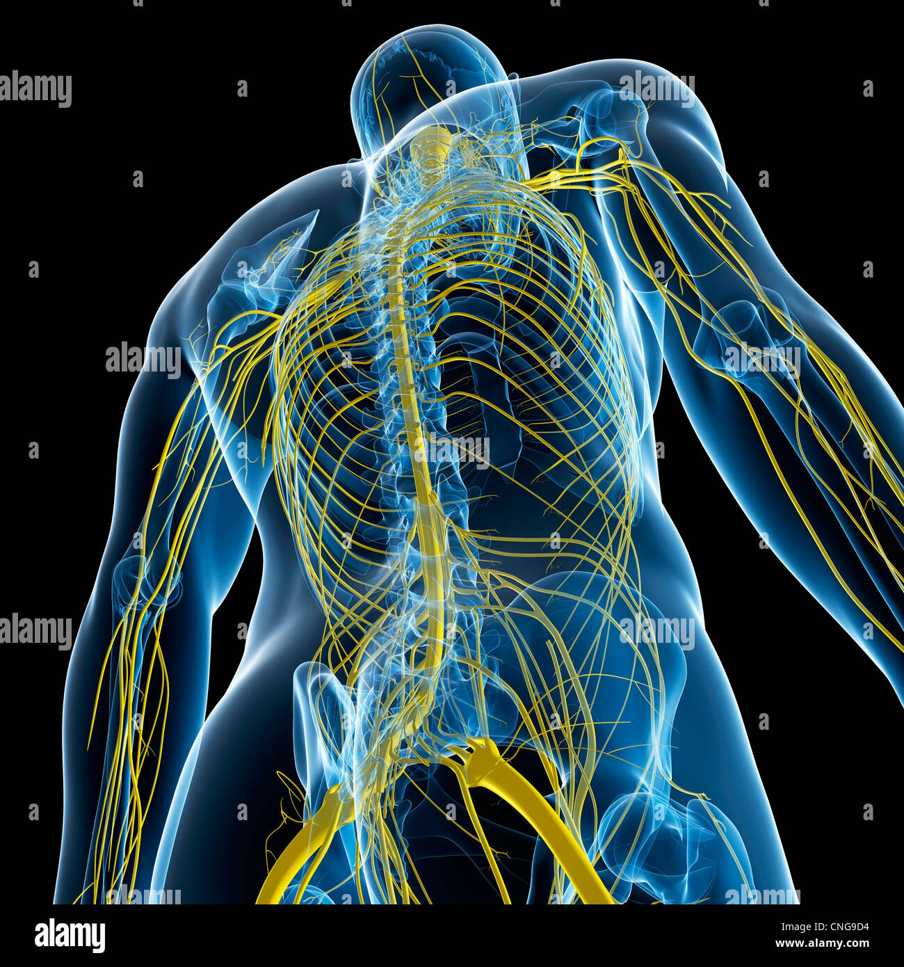 Nervous system artwork Stock Photo - Alamy