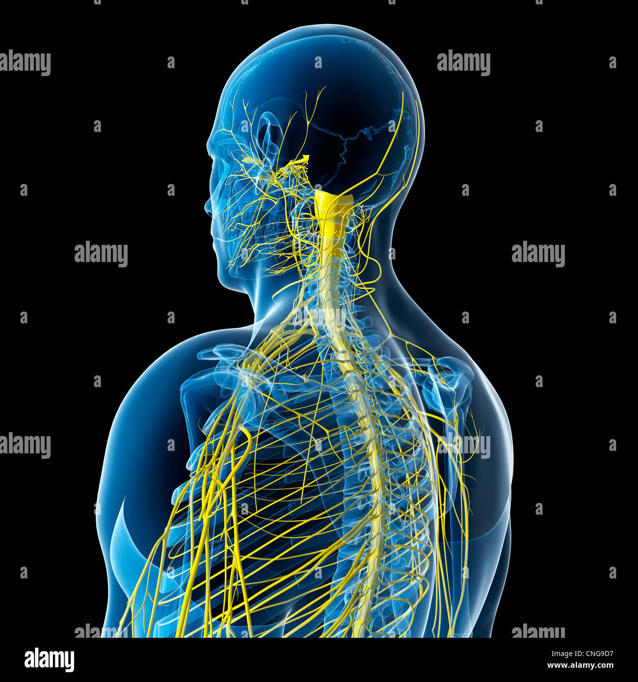 Nervous system artwork Stock Photo - Alamy