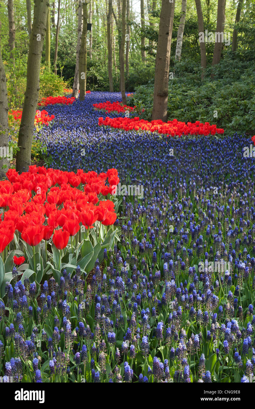 Netherlands, Lisse, Keukenhof, river of Muscari latifolia or Grape ...