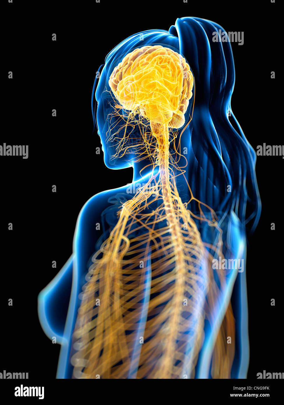 Nervous system brain and spinal cord drawing hi-res stock photography ...