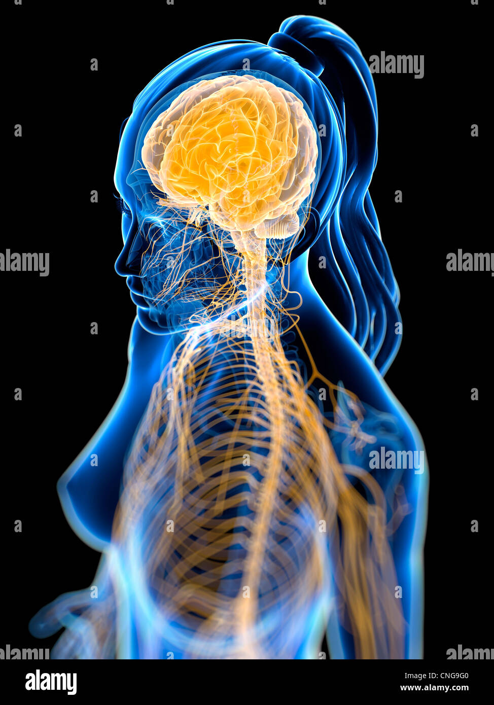 Nervous system artwork Stock Photo - Alamy
