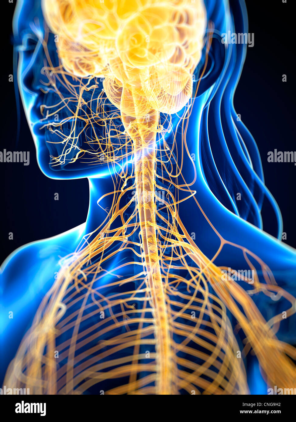 Nervous system artwork Stock Photo - Alamy