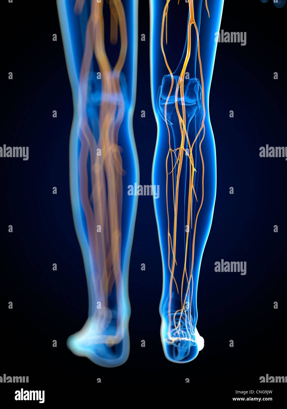 Nervous System High Resolution Stock Photography and Images - Alamy