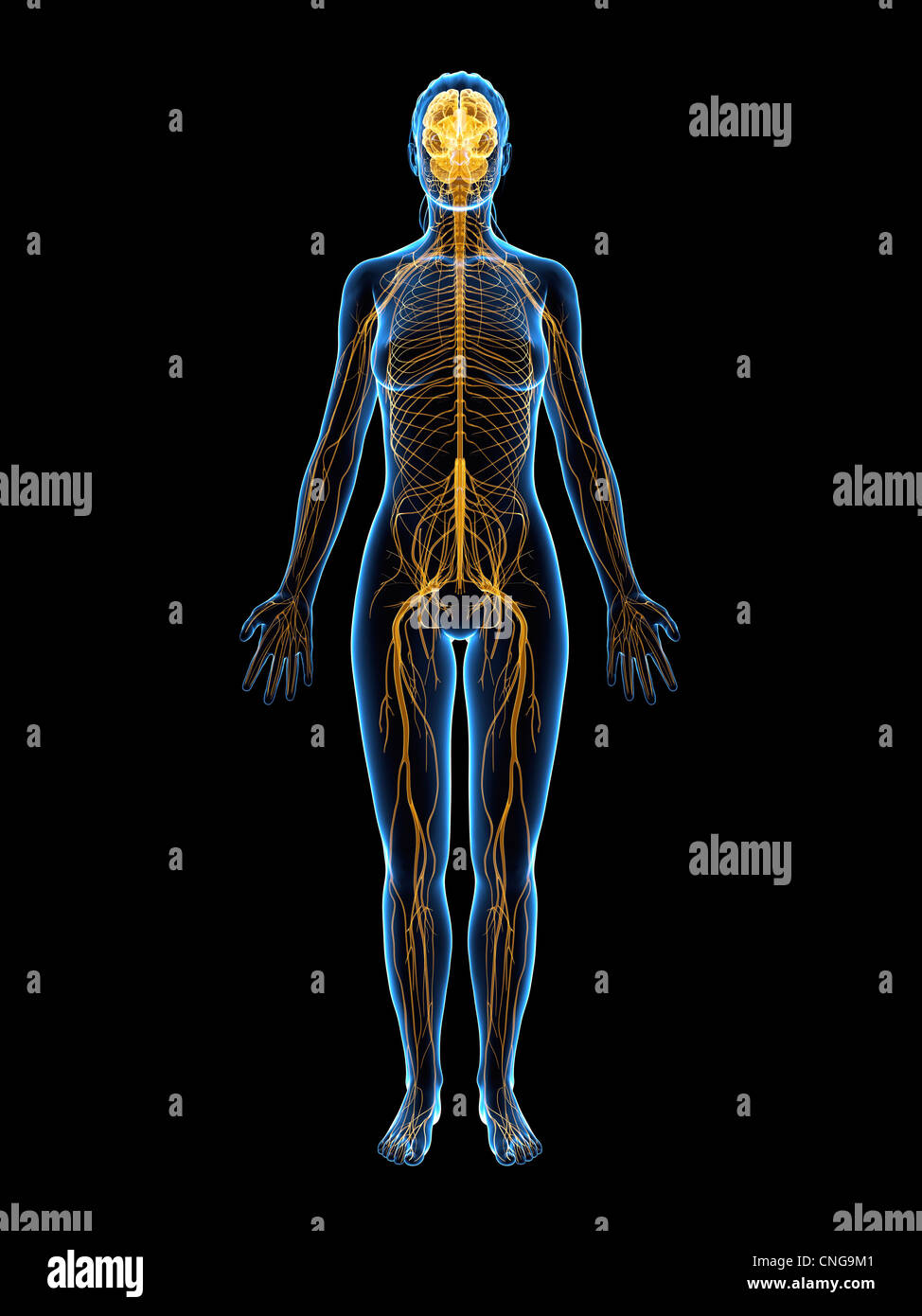 Nervous system artwork Stock Photo - Alamy