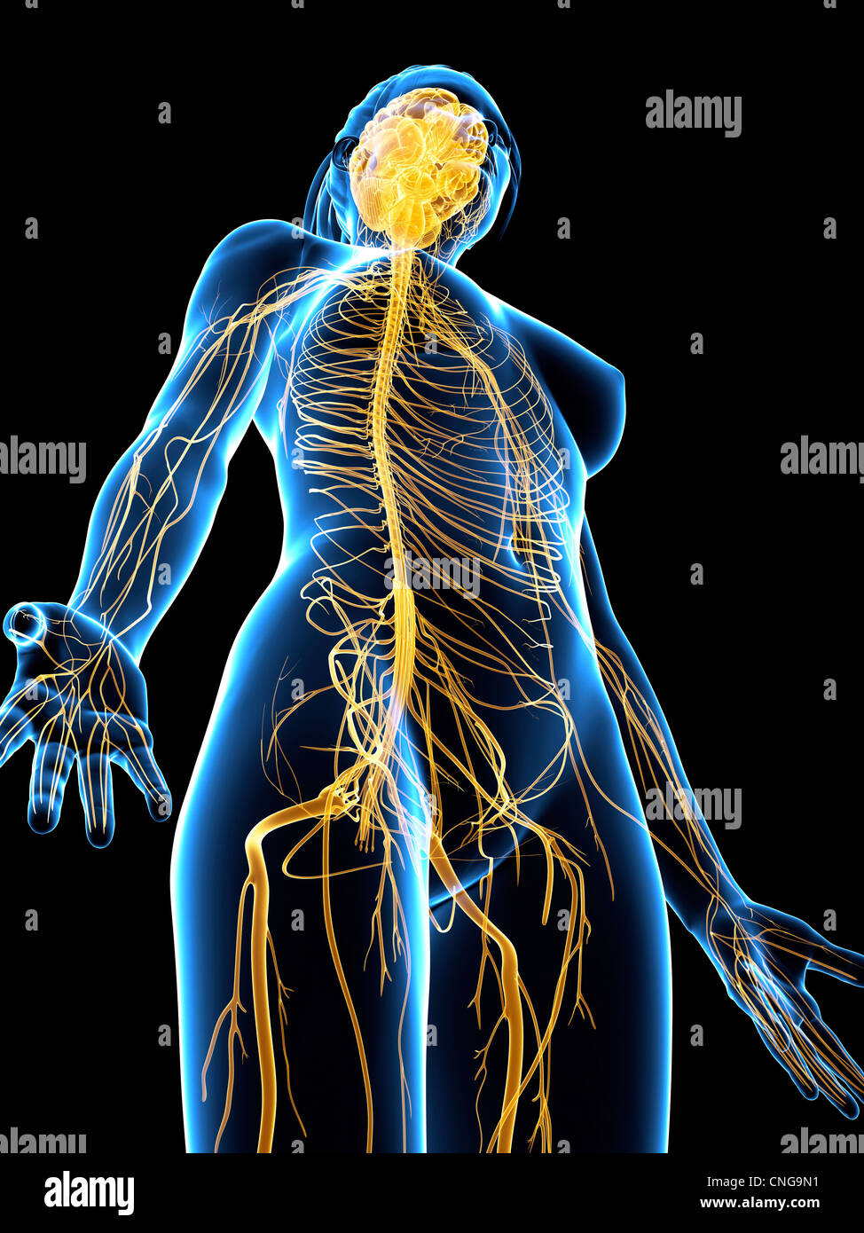 Nervous system artwork Stock Photo - Alamy
