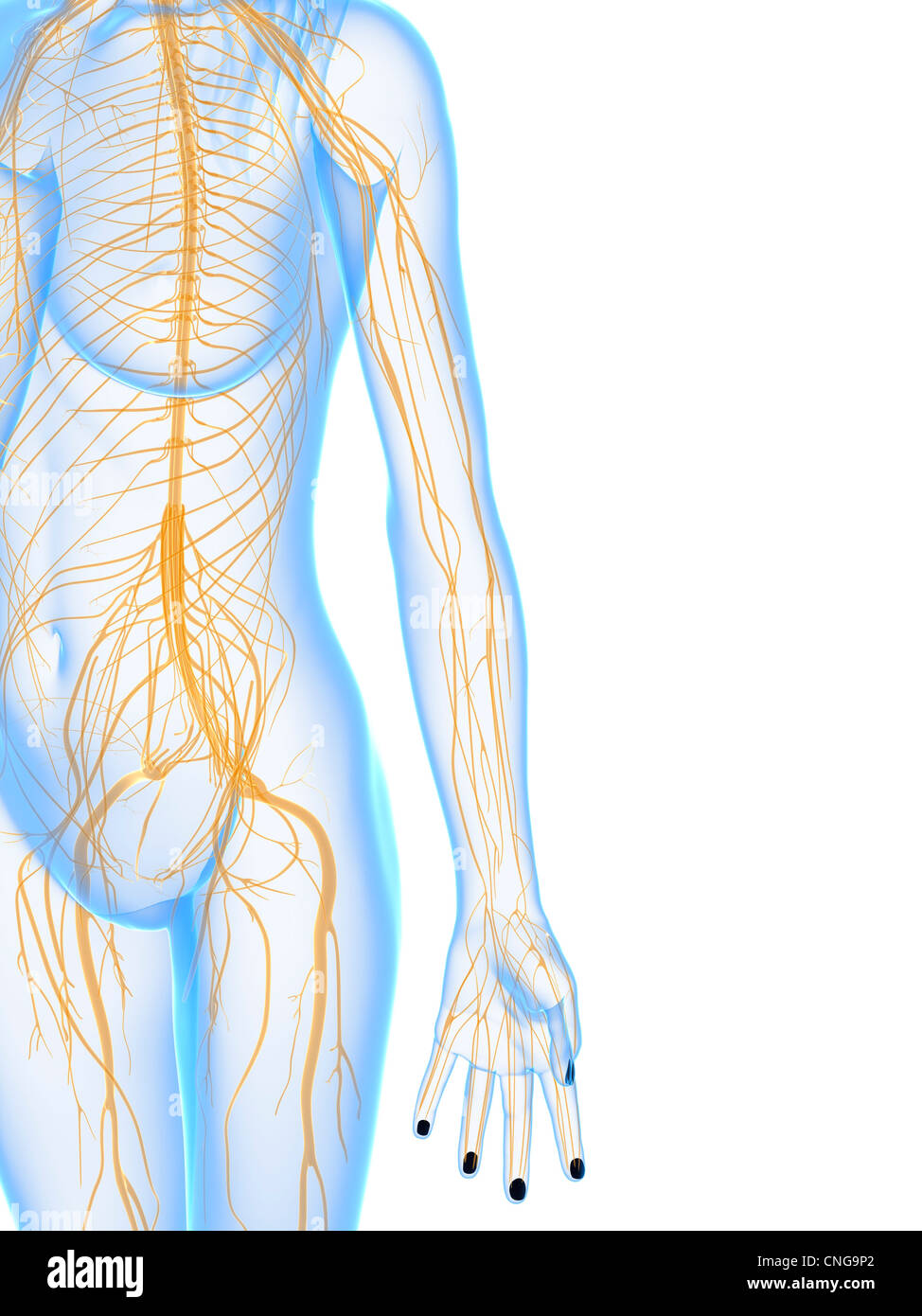 Nervous system artwork Stock Photo - Alamy