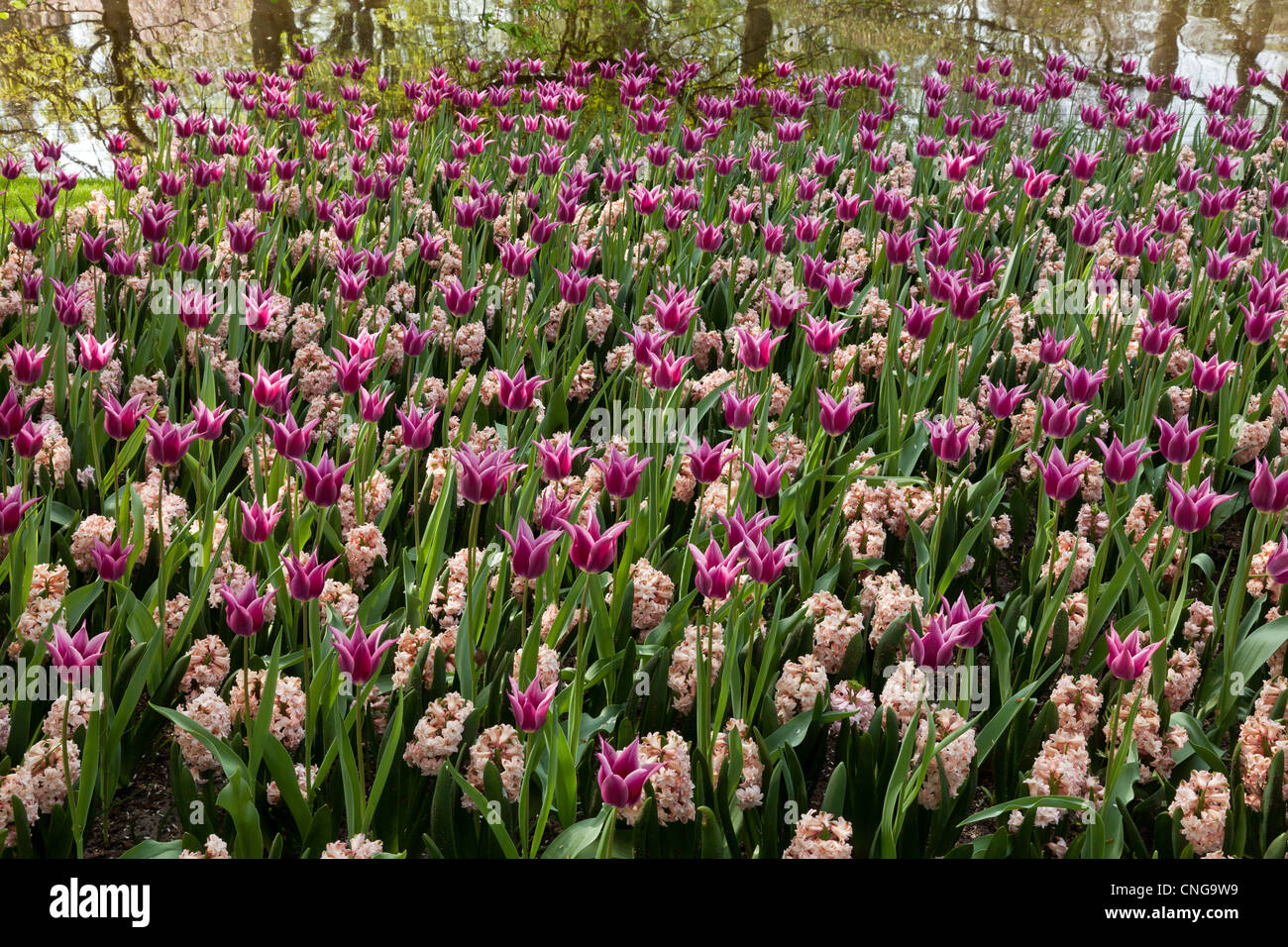 Flowerbed with tulips 'Maytime' and Hyacinths 'Prince of Love' (Tulipa ...