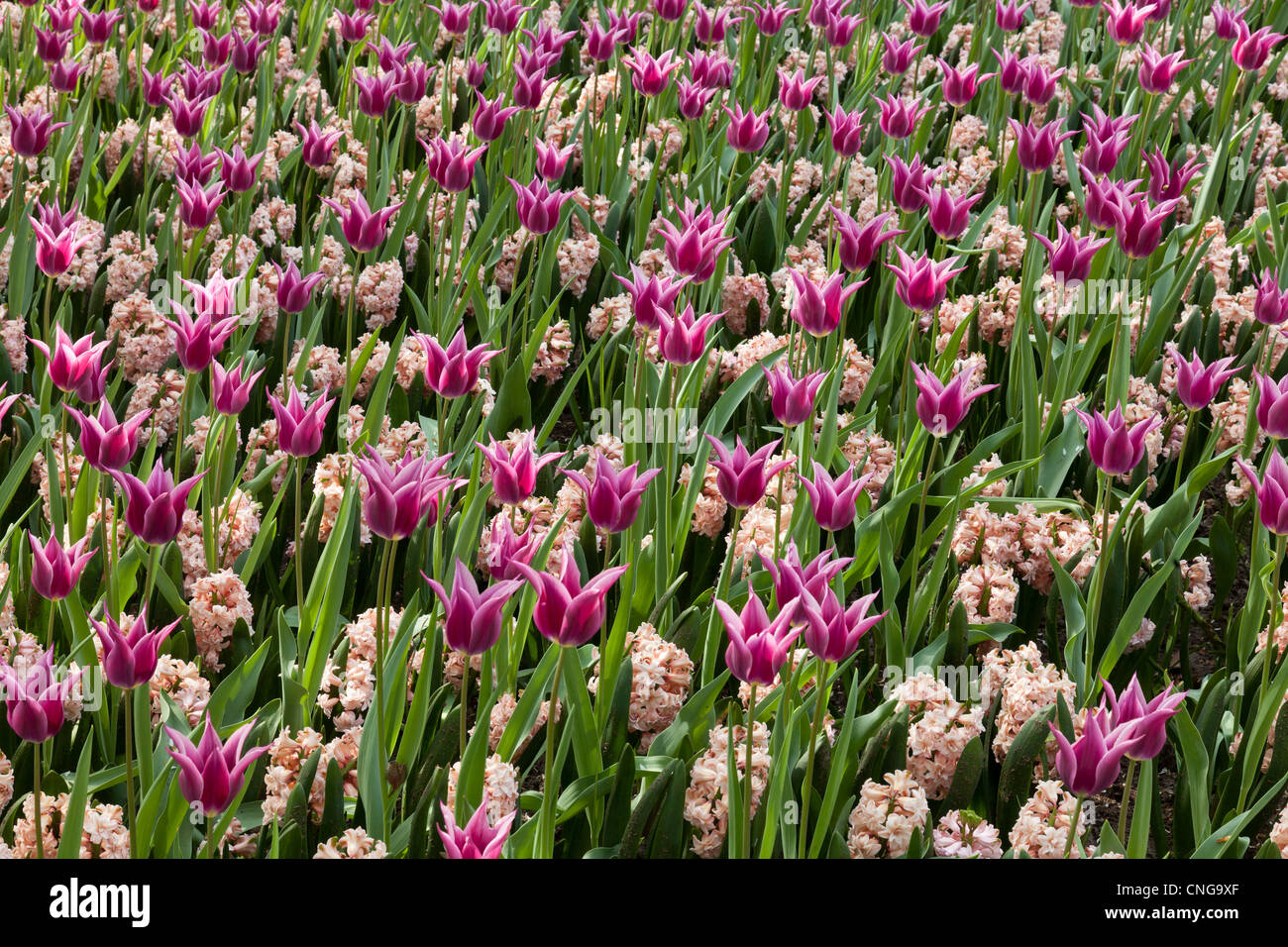 Flowerbed with tulips 'Maytime' and Hyacinths 'Prince of Love' (Tulipa ...