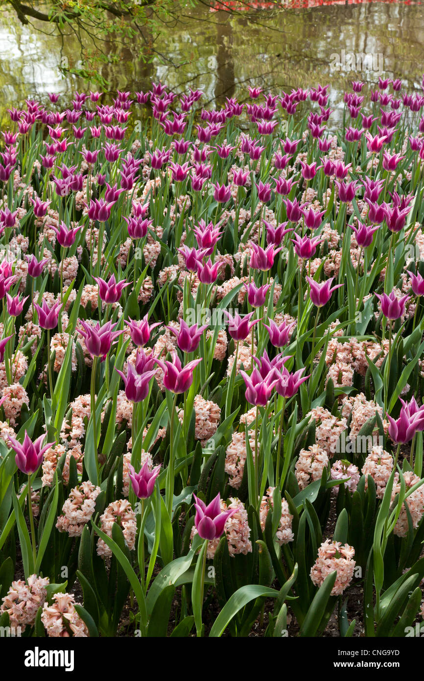 Flowerbed with tulips 'Maytime' and Hyacinths 'Prince of Love' (Tulipa ...