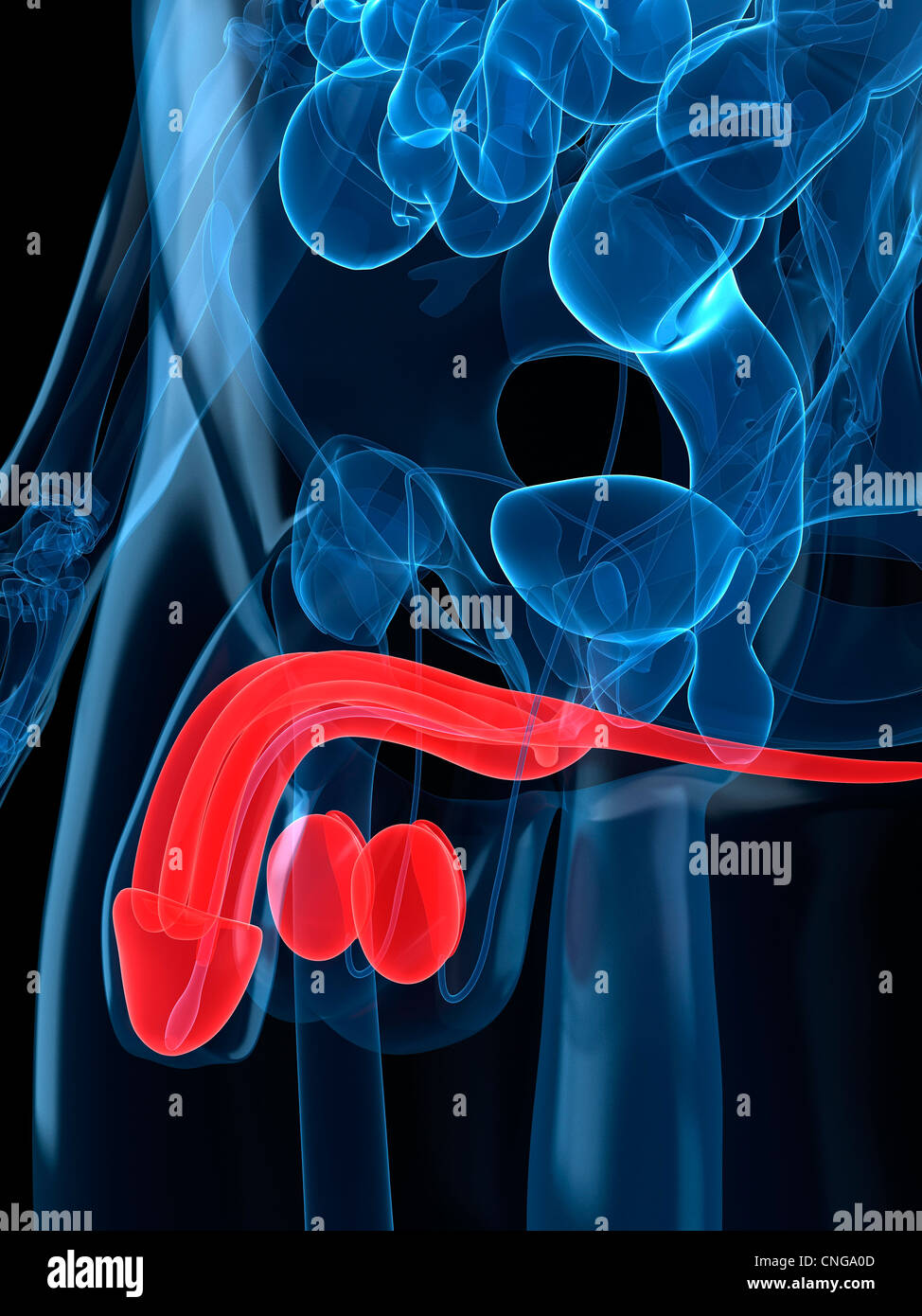 Male reproductive system artwork Stock Photo - Alamy
