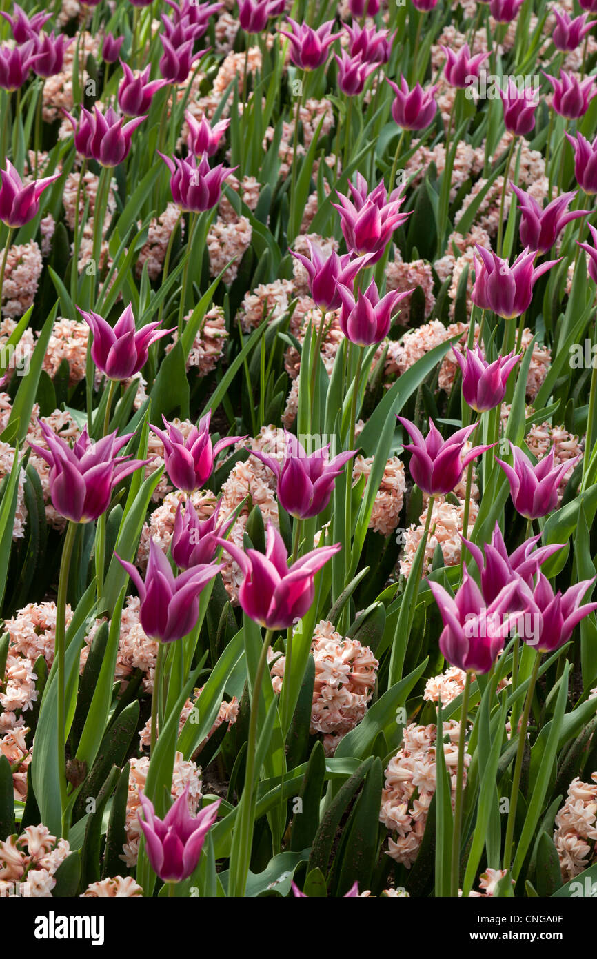 Flowerbed with tulips 'Maytime' and Hyacinths 'Prince of Love' (Tulipa ...