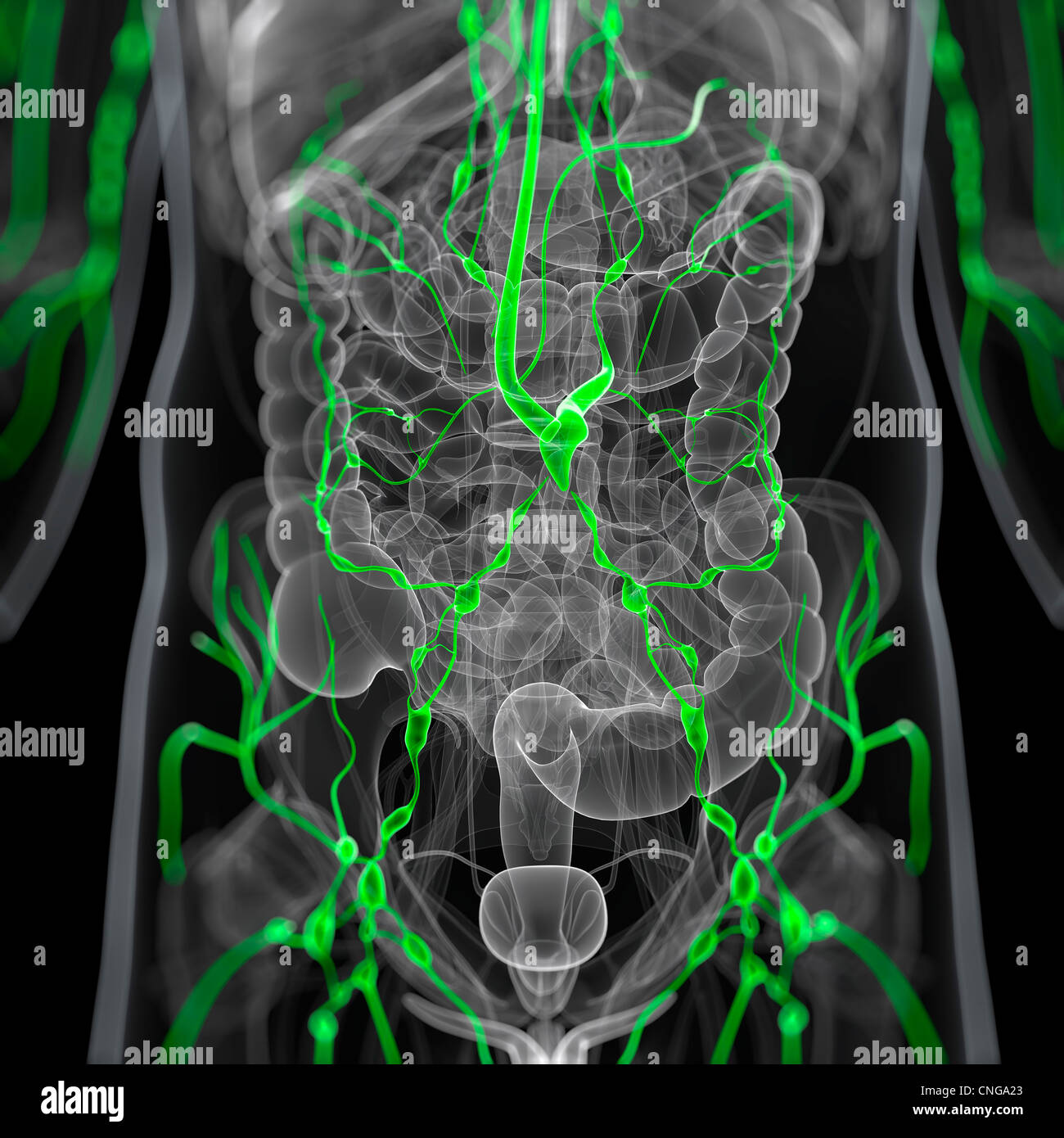 Lymphatic system drawing hi-res stock photography and images - Alamy