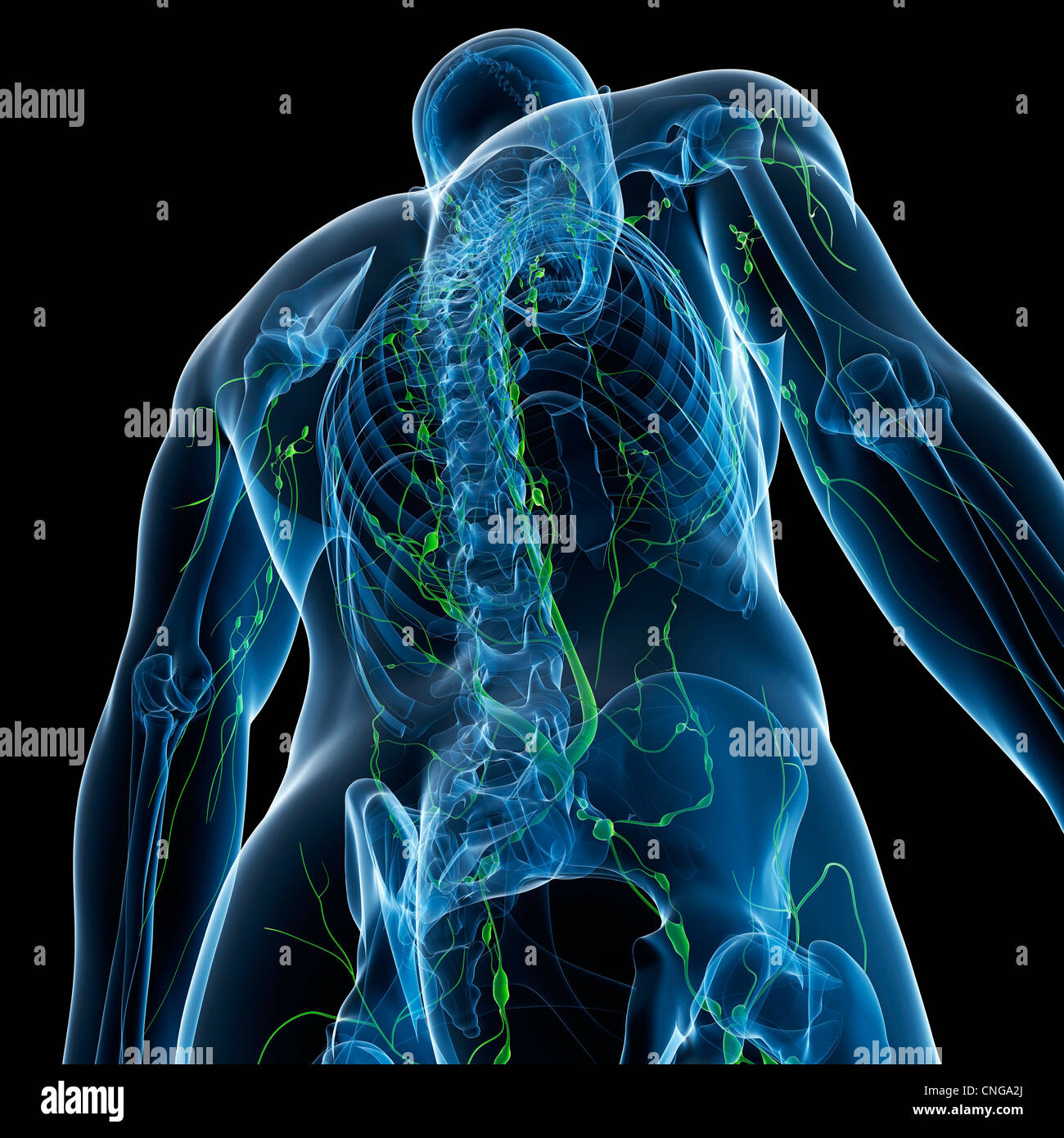 Lymphatic system artwork Stock Photo - Alamy