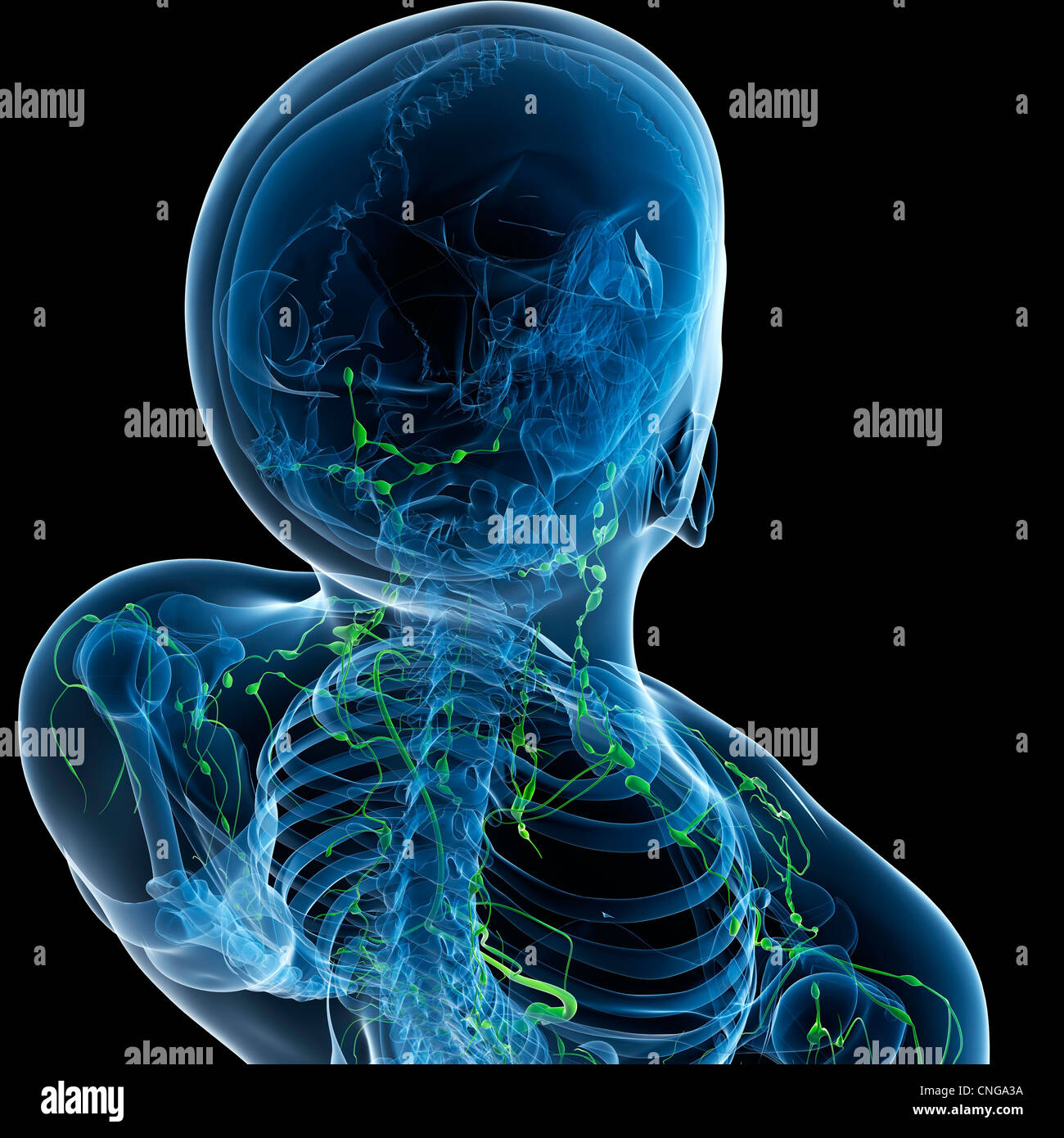 Lymphatic system artwork Stock Photo - Alamy