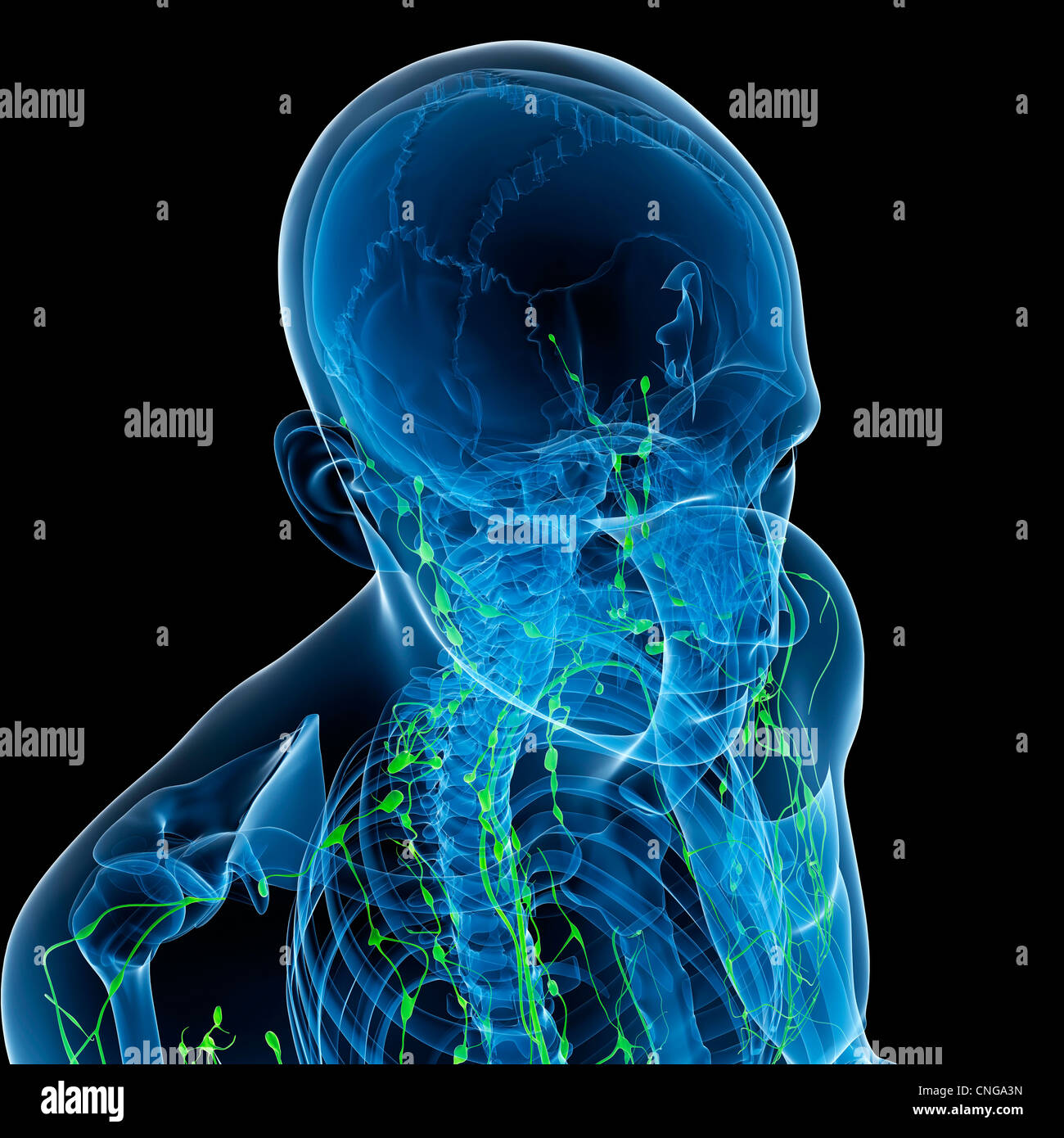 Lymphatic system artwork Stock Photo - Alamy