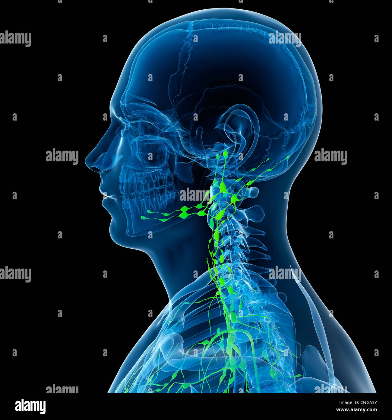 Lymphatic system artwork Stock Photo - Alamy