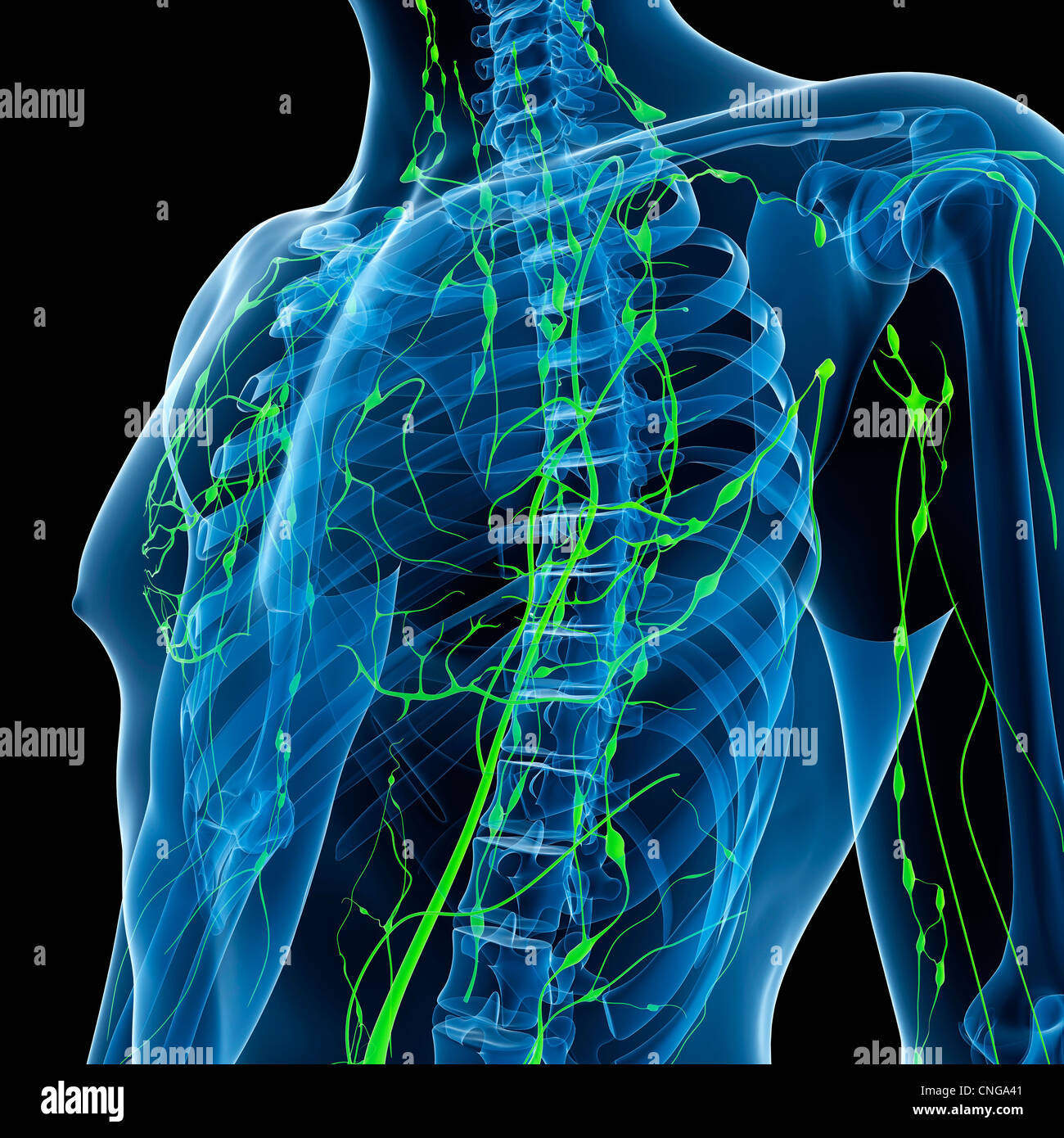 Lymphatic Systems High Resolution Stock Photography and Images - Alamy