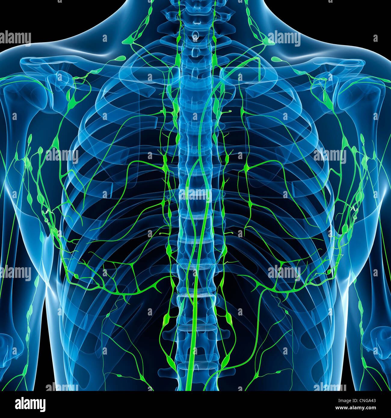 Lymphatic system artwork Stock Photo - Alamy