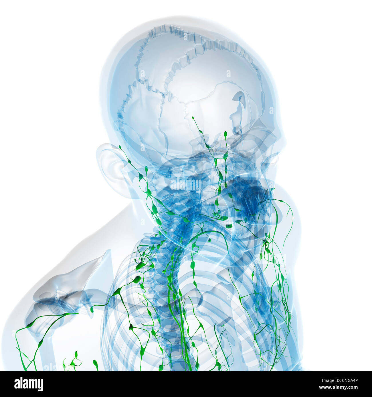 Lymphatic system artwork Stock Photo - Alamy