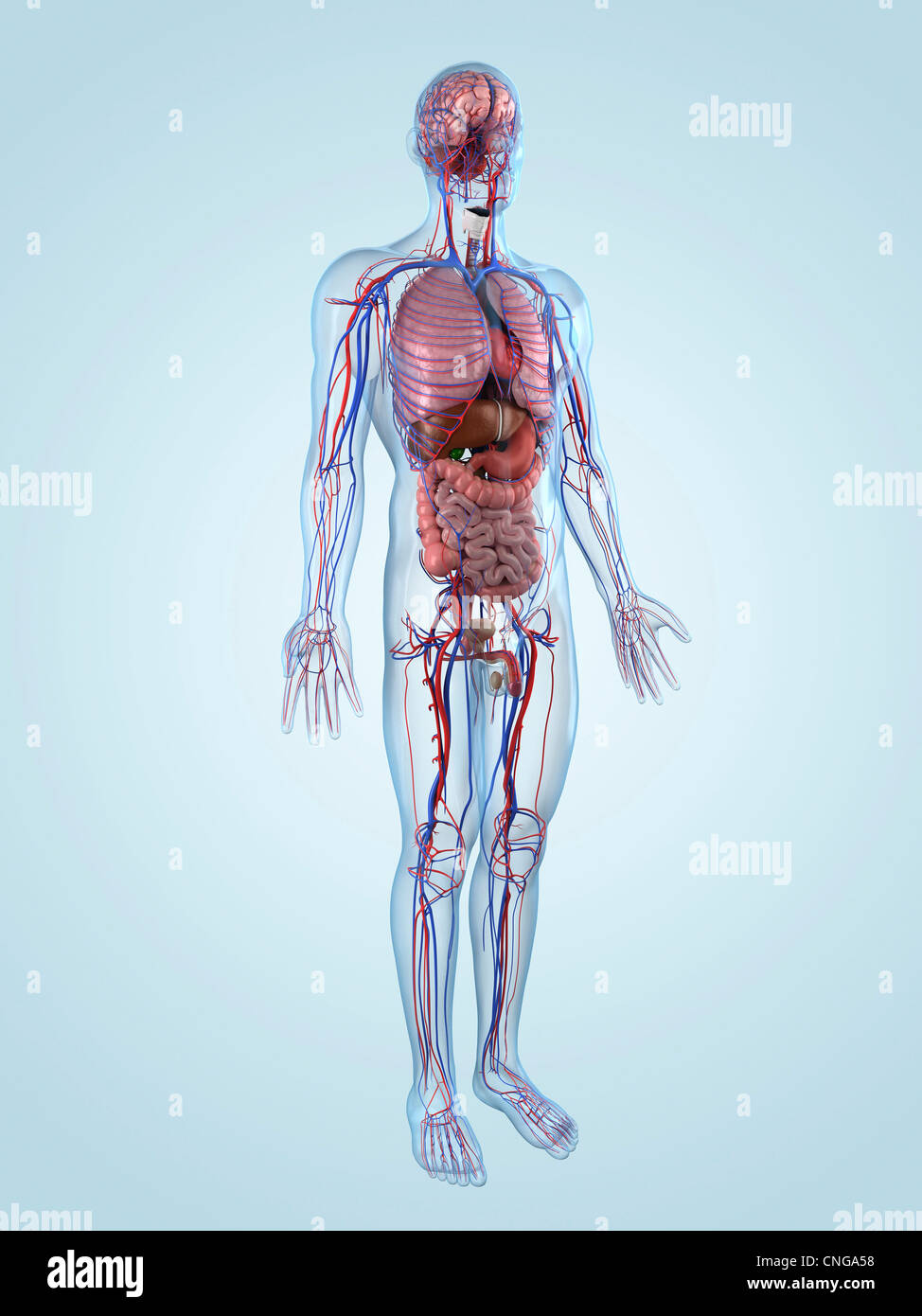 Human anatomy artwork Stock Photo - Alamy