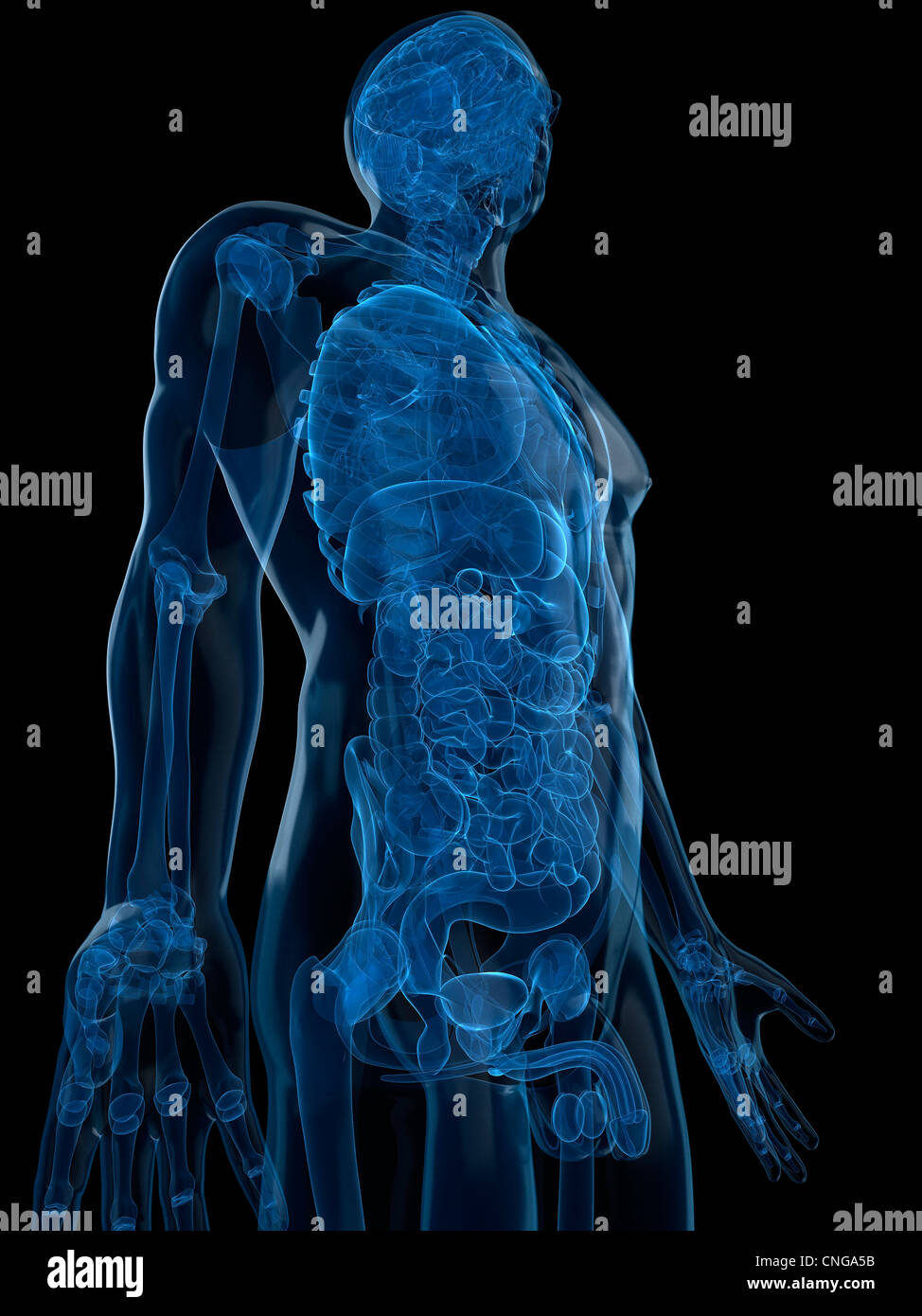 Male anatomy artwork Stock Photo - Alamy