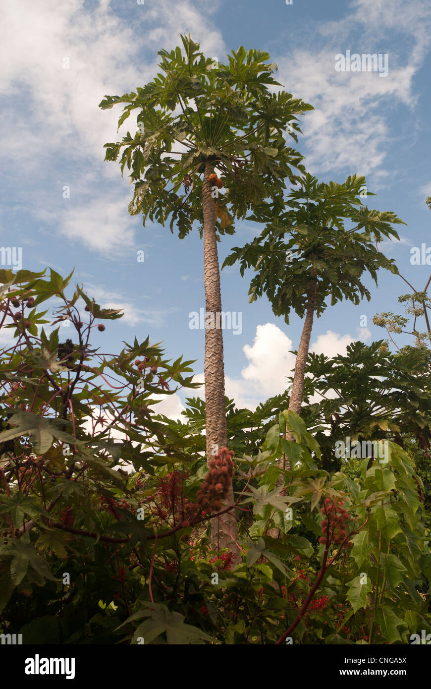 Trees and bushes Stock Photo - Alamy