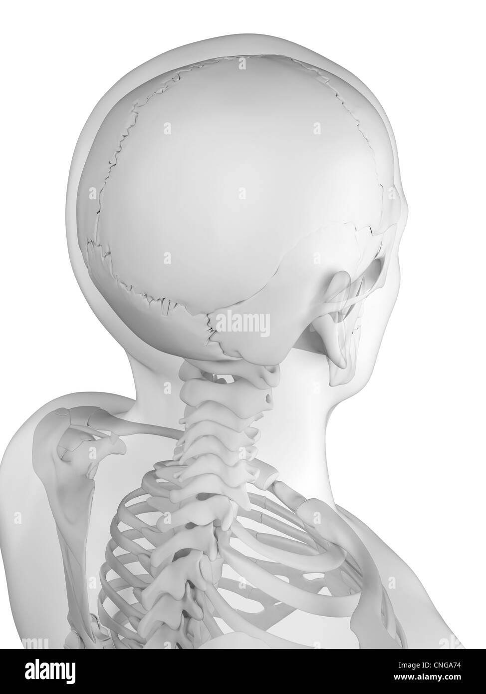 Head anatomy artwork Stock Photo - Alamy