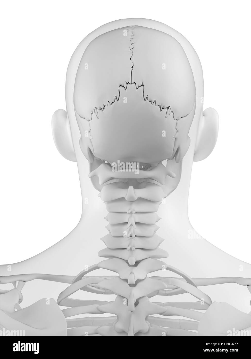 Head anatomy artwork Stock Photo - Alamy