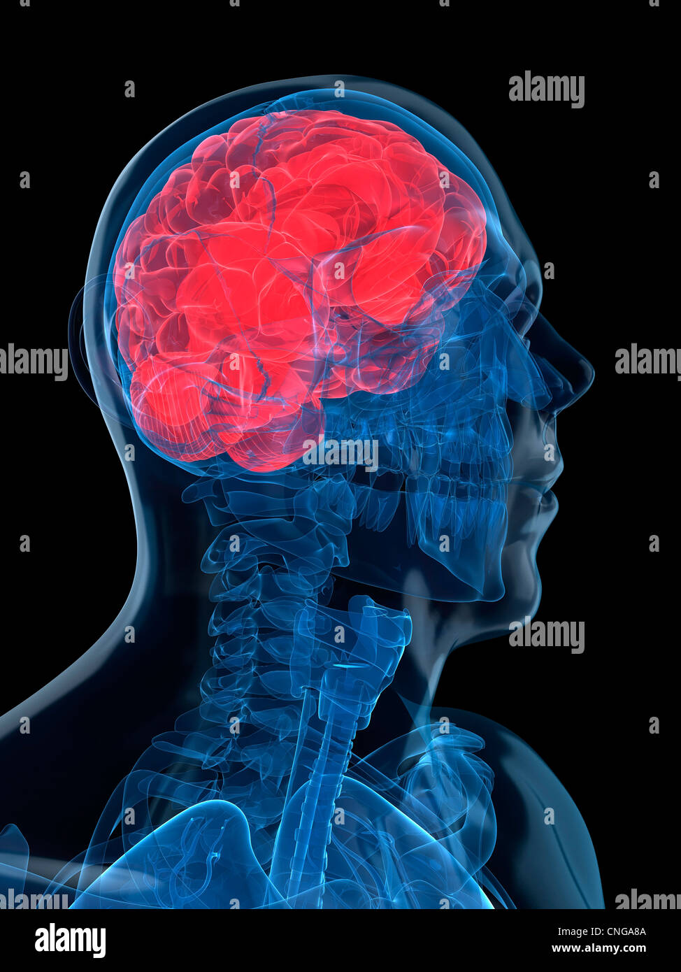 Head anatomy artwork Stock Photo - Alamy
