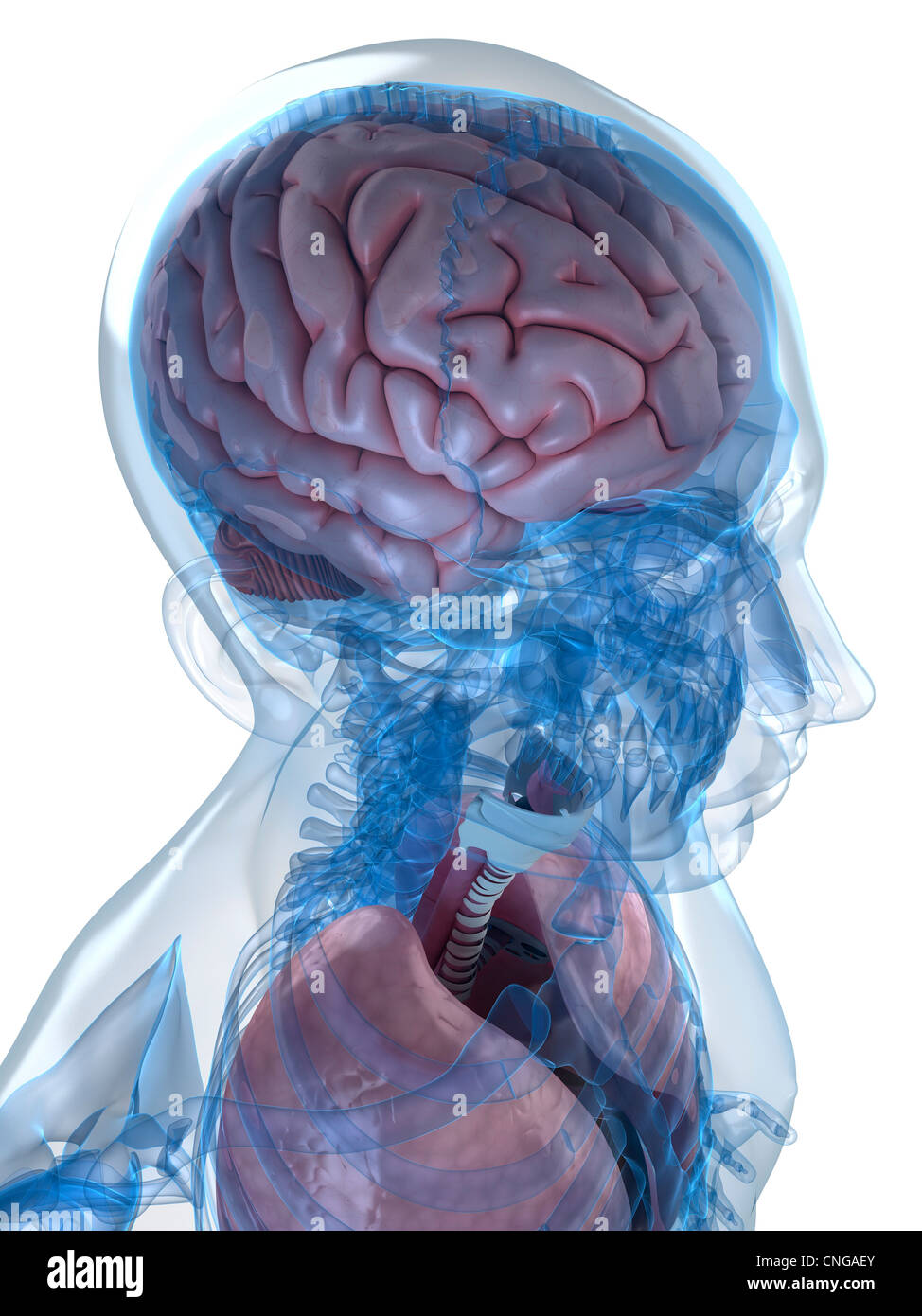 Head anatomy artwork Stock Photo - Alamy