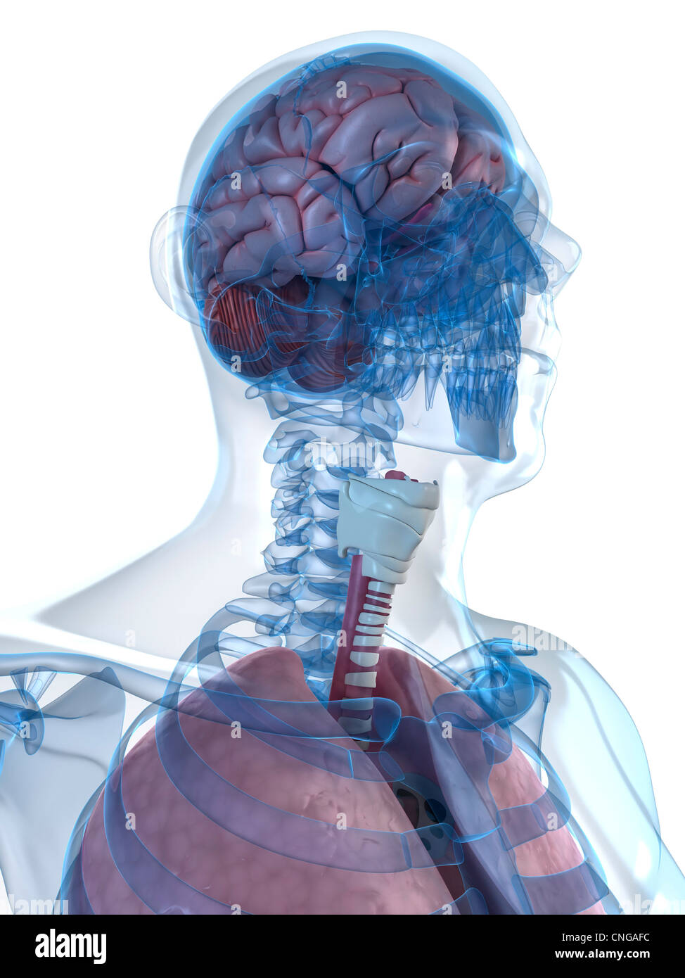 Head anatomy artwork Stock Photo - Alamy