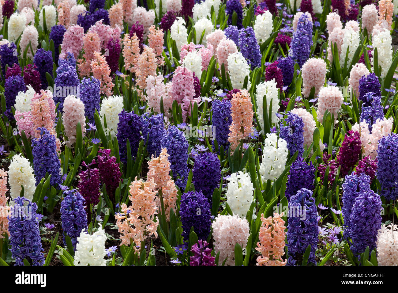 Jacinthe hyacinthus hyacinth hi-res stock photography and images - Alamy