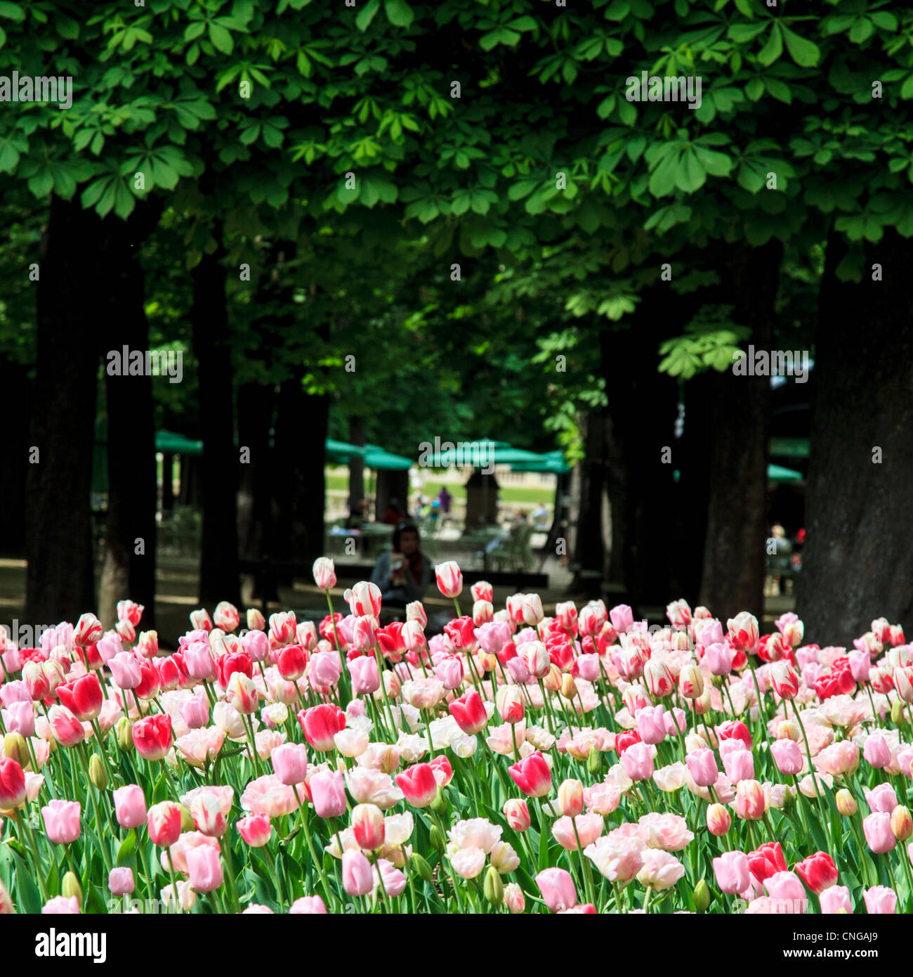 Spring Tulips in the Luxembourg Gardens, Paris, France Stock Photo - Alamy