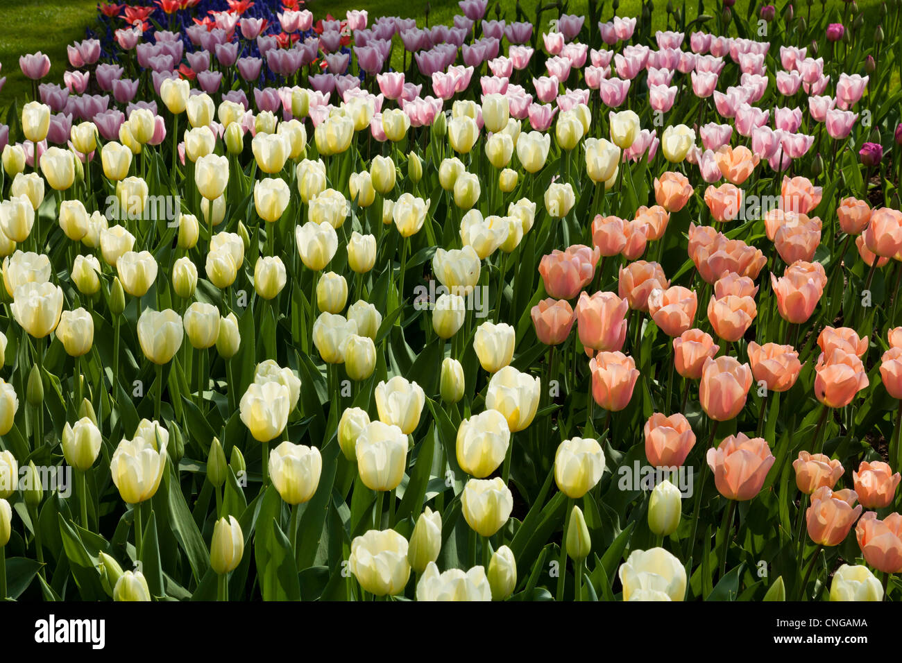Tulipa gabriella hi-res stock photography and images - Alamy