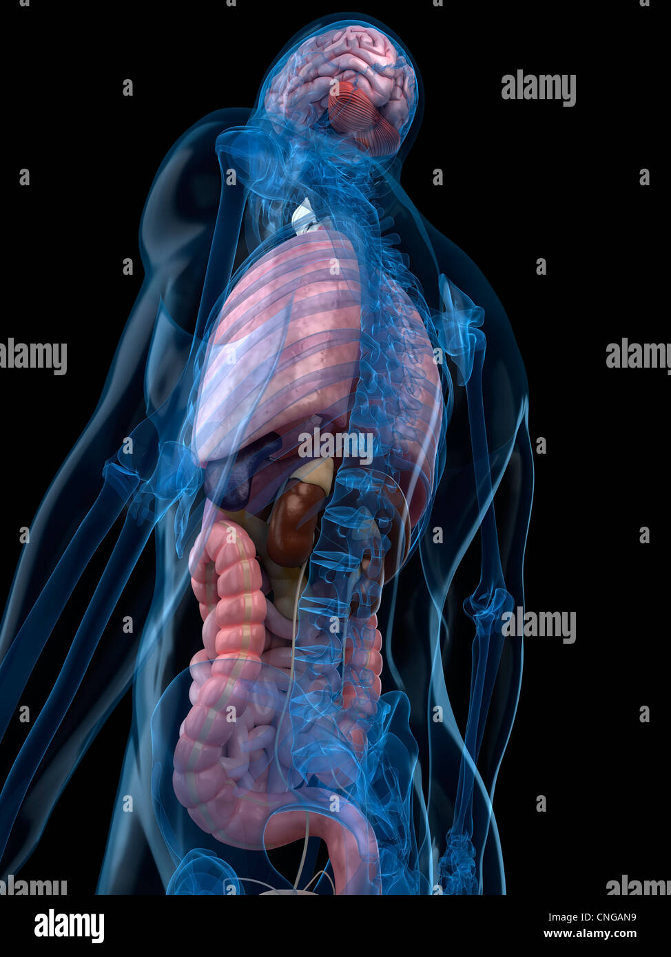Human digestive back view hi-res stock photography and images - Alamy